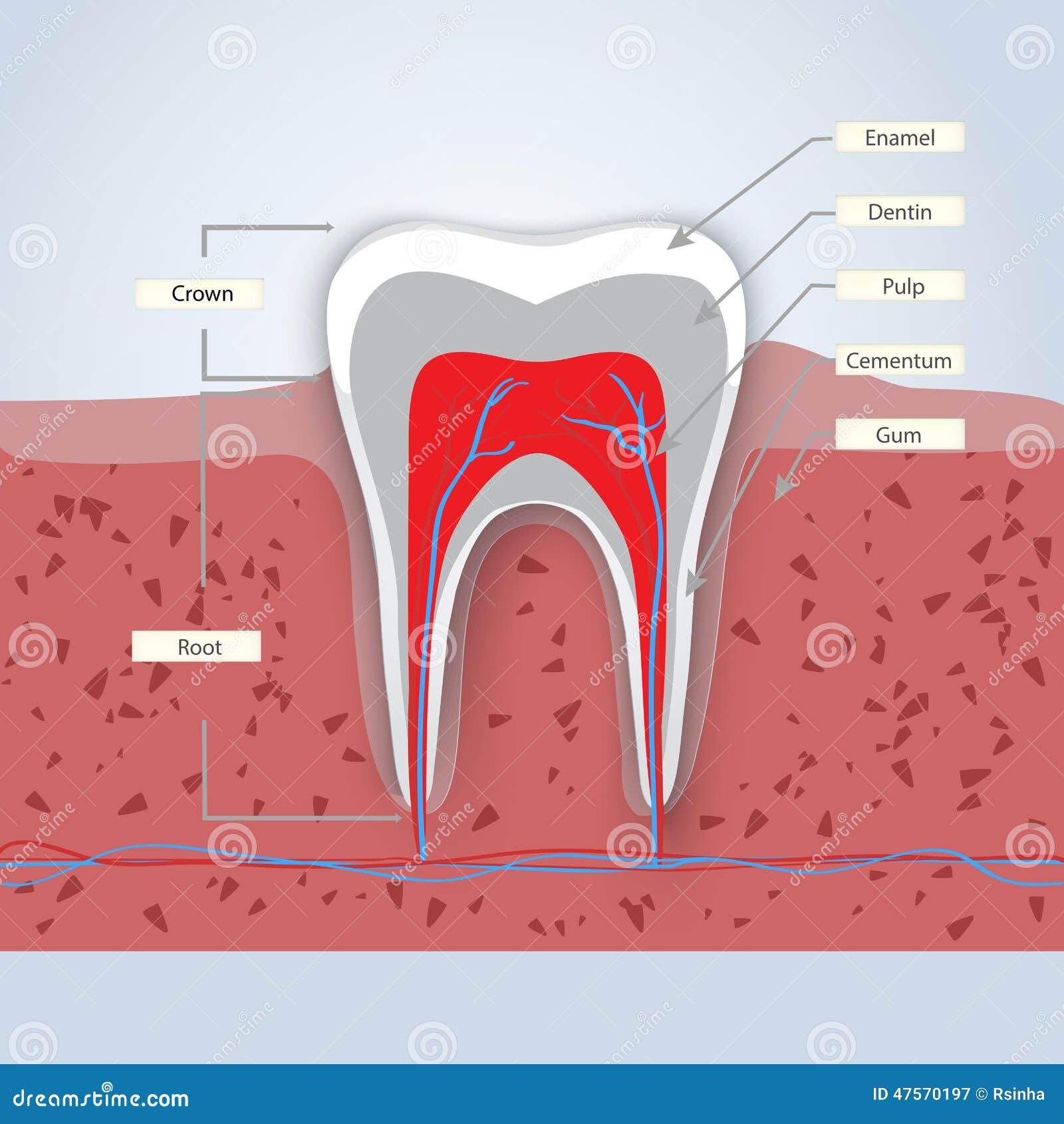 Dental Pulp. Vector Illustration On A Black | CartoonDealer.com #57299098