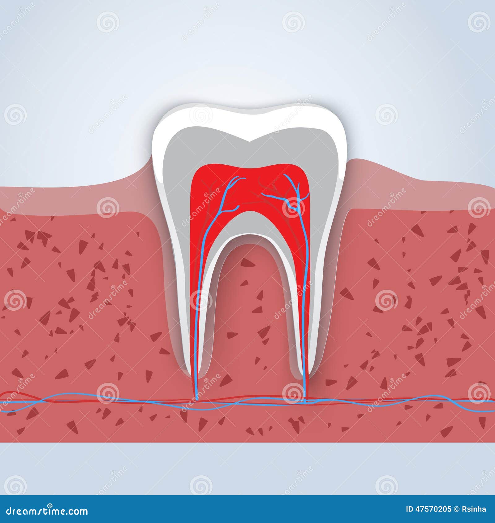 Teeth or Dental Illustration Stock Vector - Illustration of healthy ...