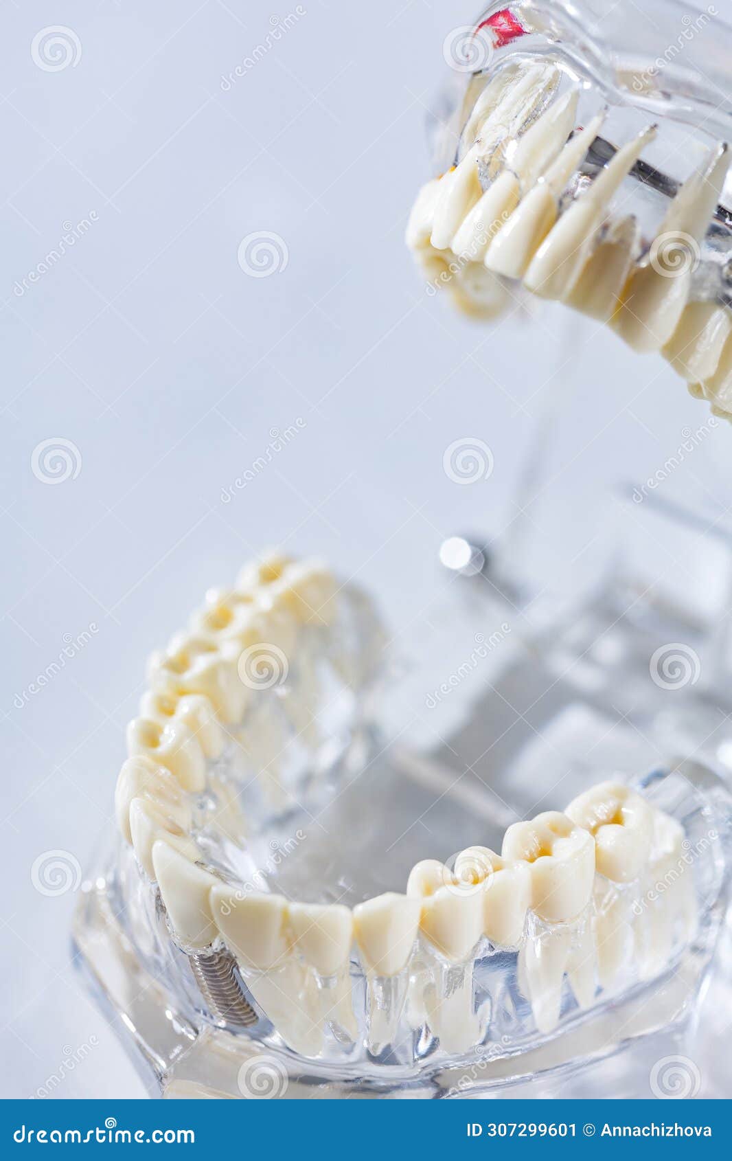 Teeth Education Model. Shallow Dof Stock Image - Image of orthodontist ...