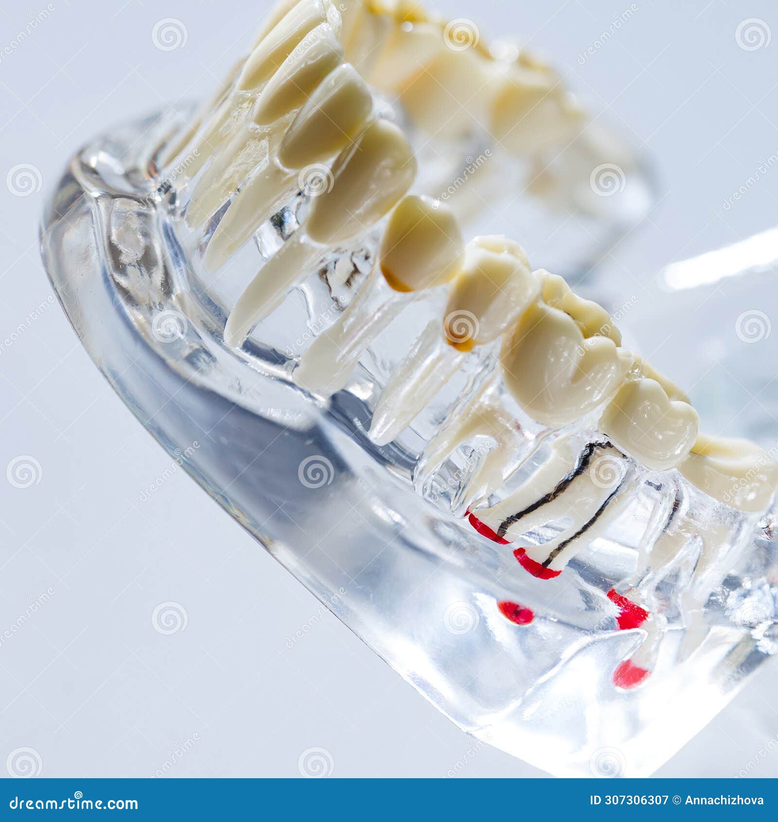 Teeth Education Model. Shallow Dof Stock Image - Image of human ...