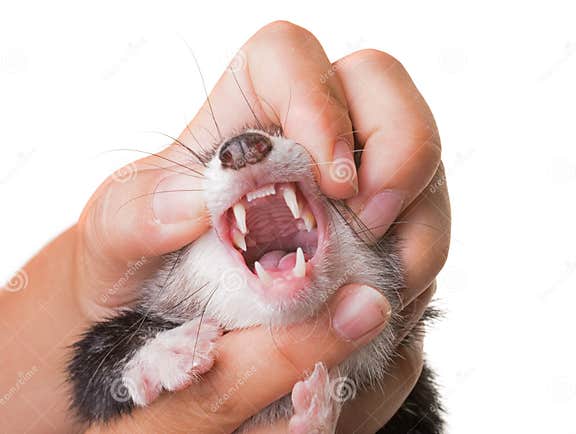 Teeth of ferret stock photo. Image of studio, teeth, playful - 98856422