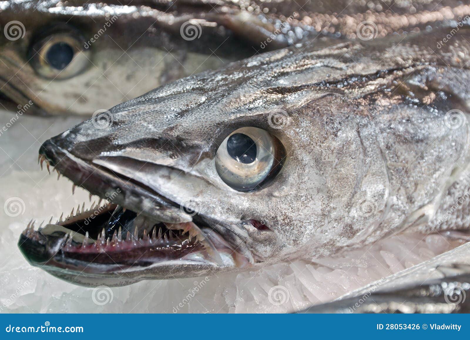 Teeth fish stock photo. Image of nutrition, creature - 28053426