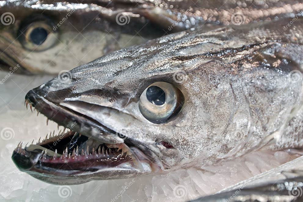 Teeth fish stock photo. Image of nutrition, creature - 28053426