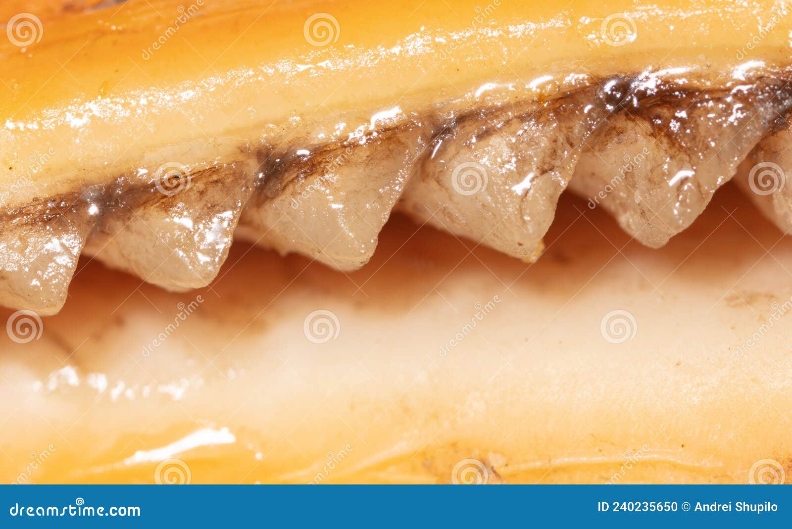 Teeth on a goose s beak. stock photo. Image of goose - 240235650