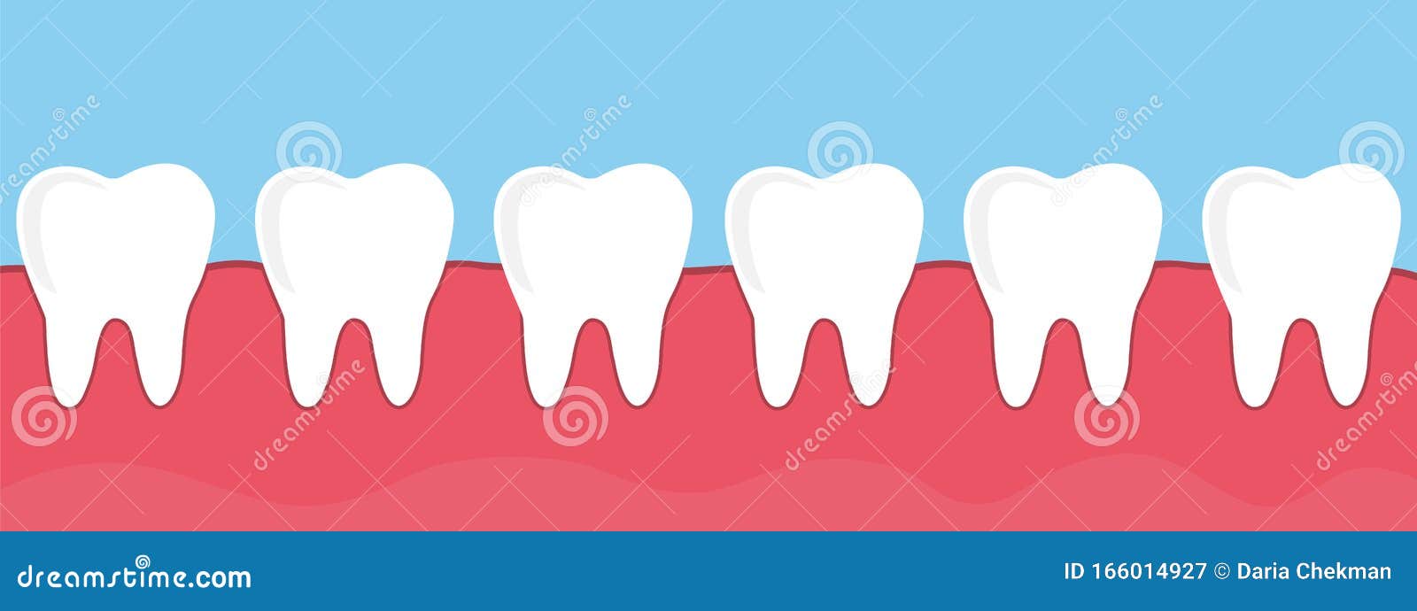 Teeth in the Gum, Vector Illustration Stock Illustration - Illustration ...