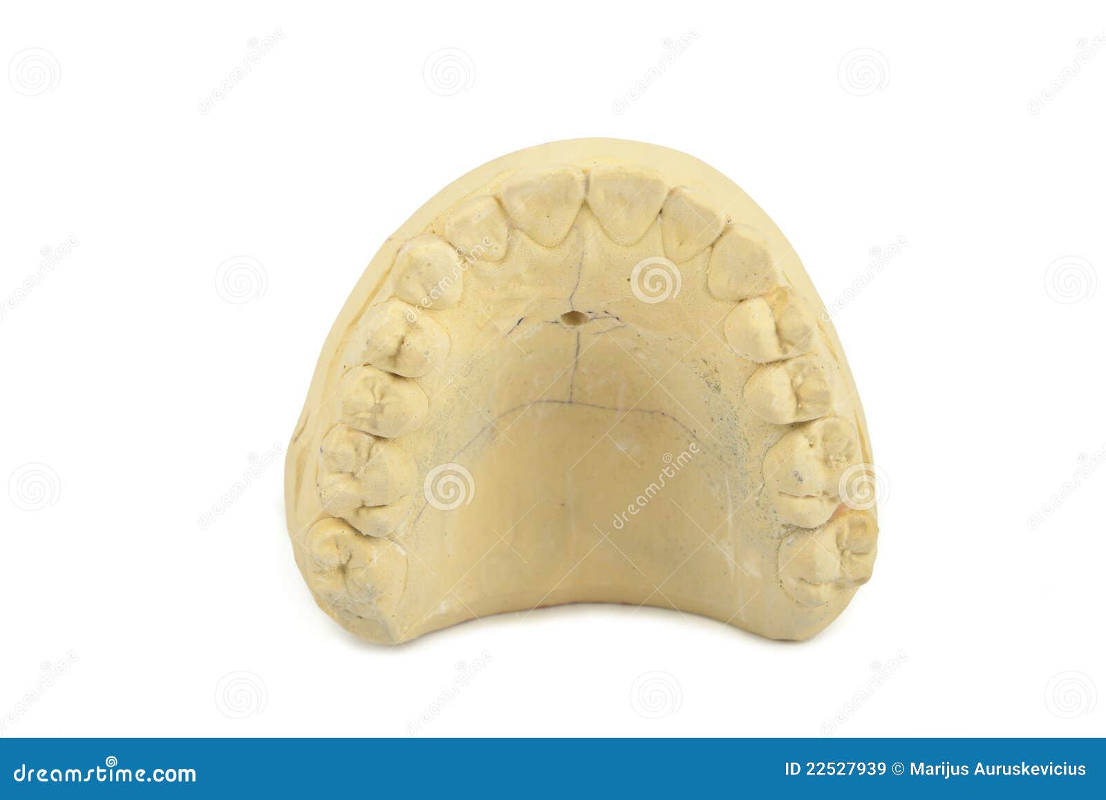 Teeth gypsum model stock image. Image of background, grin - 22527939