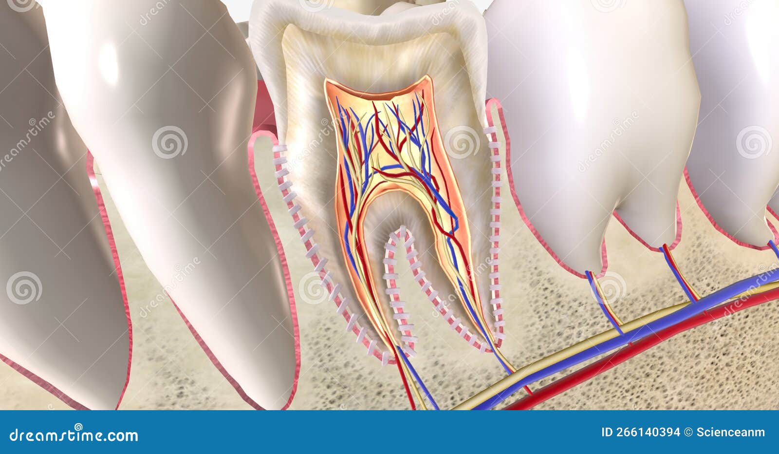 The Teeth are Hard Structures in the Mouth that Break Down Food at the ...
