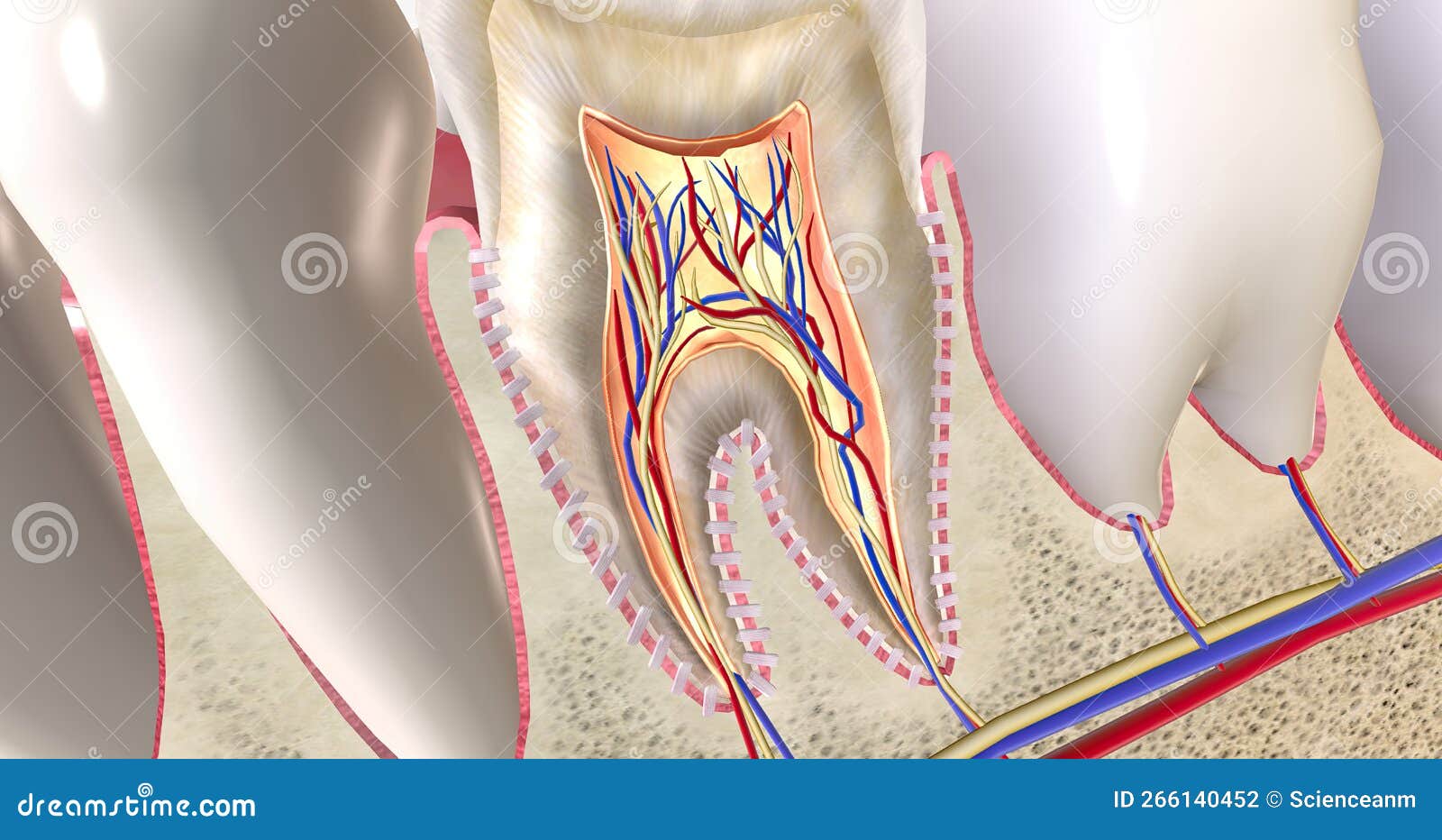 The Teeth are Hard Structures in the Mouth that Break Down Food at the ...