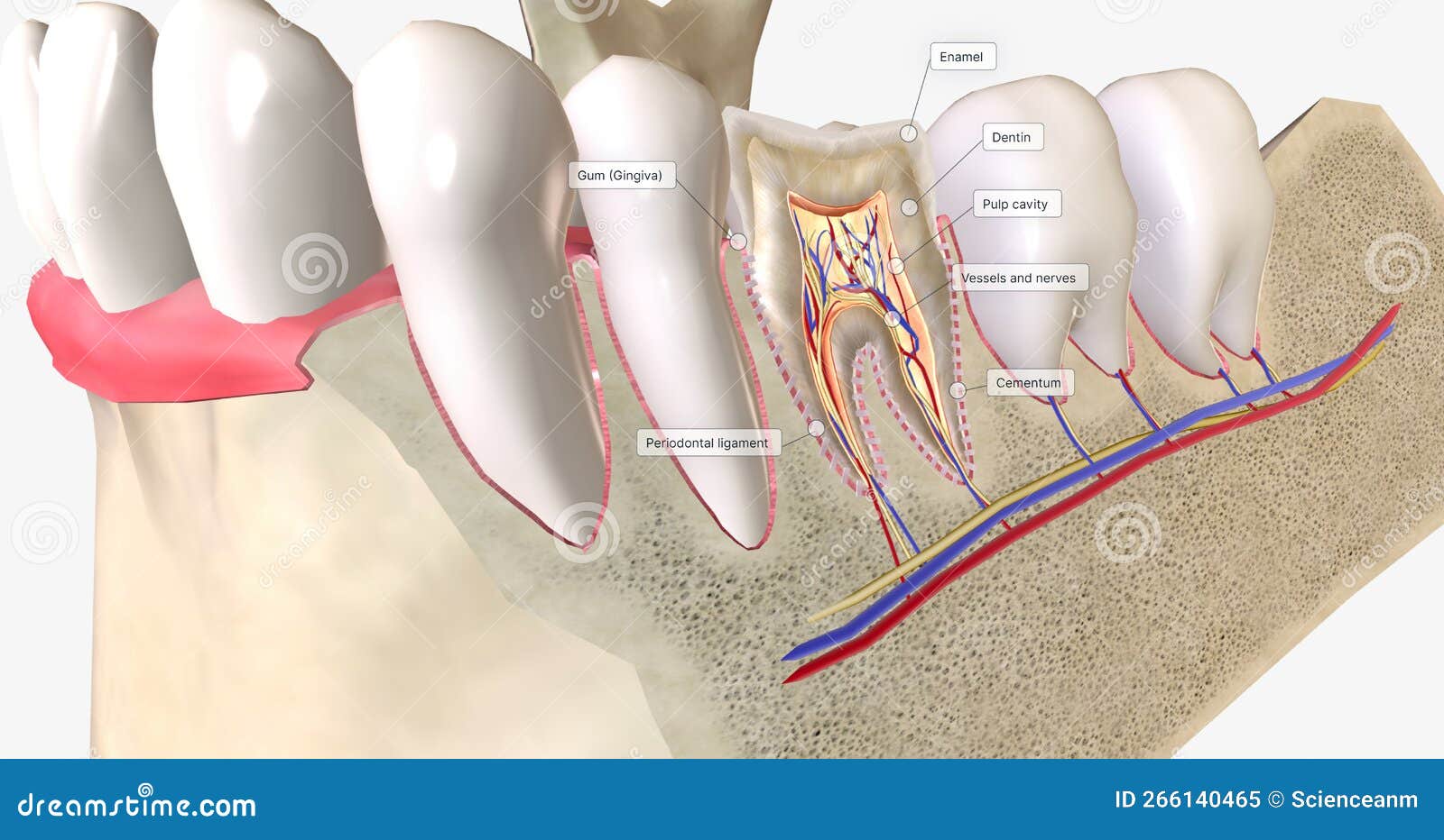 The Teeth are Hard Structures in the Mouth that Break Down Food at the ...