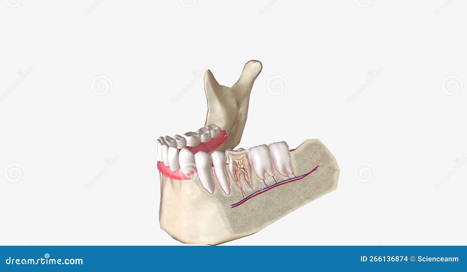 The Teeth are Hard Structures in the Mouth that Break Down Food at the ...