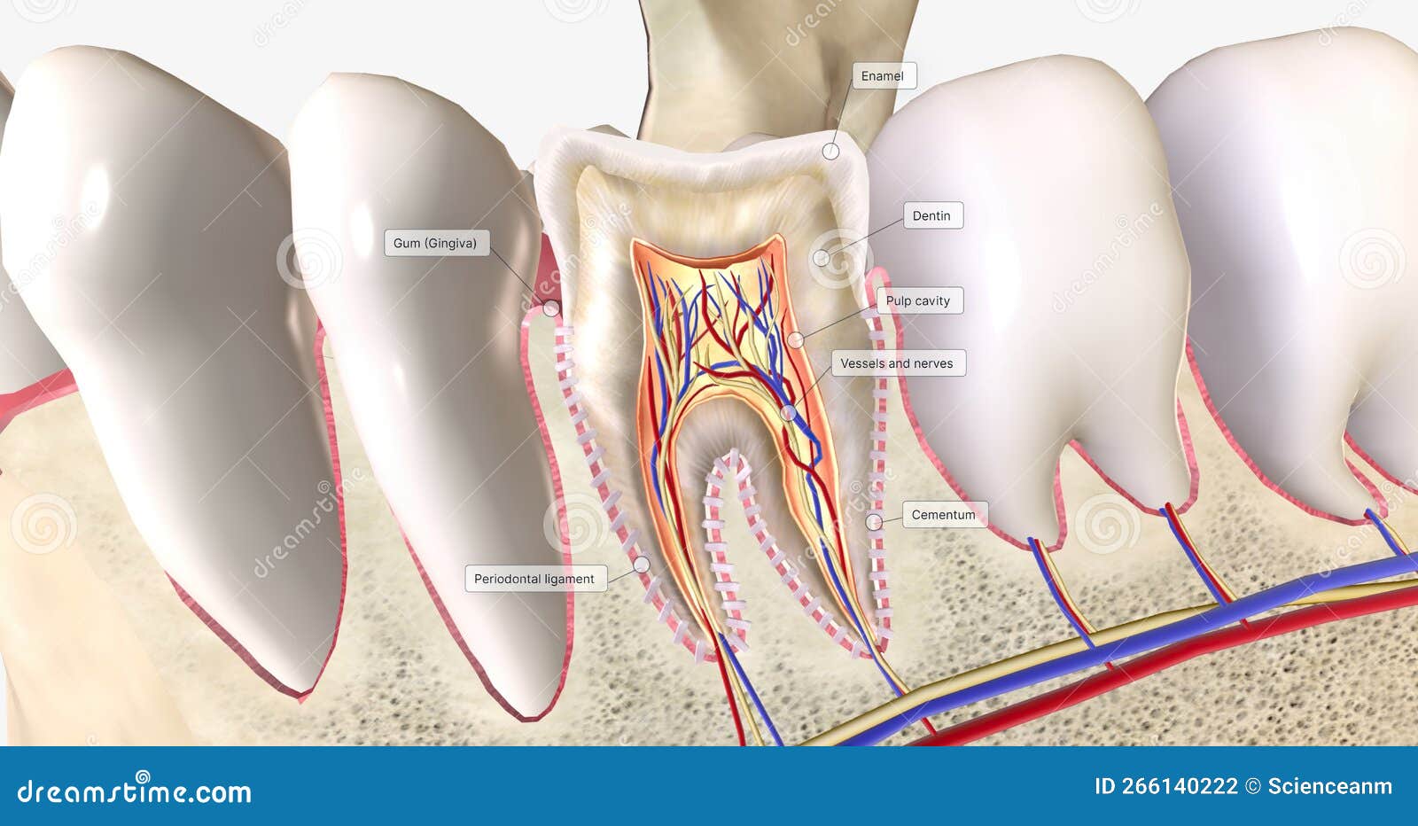 The Teeth are Hard Structures in the Mouth that Break Down Food at the ...