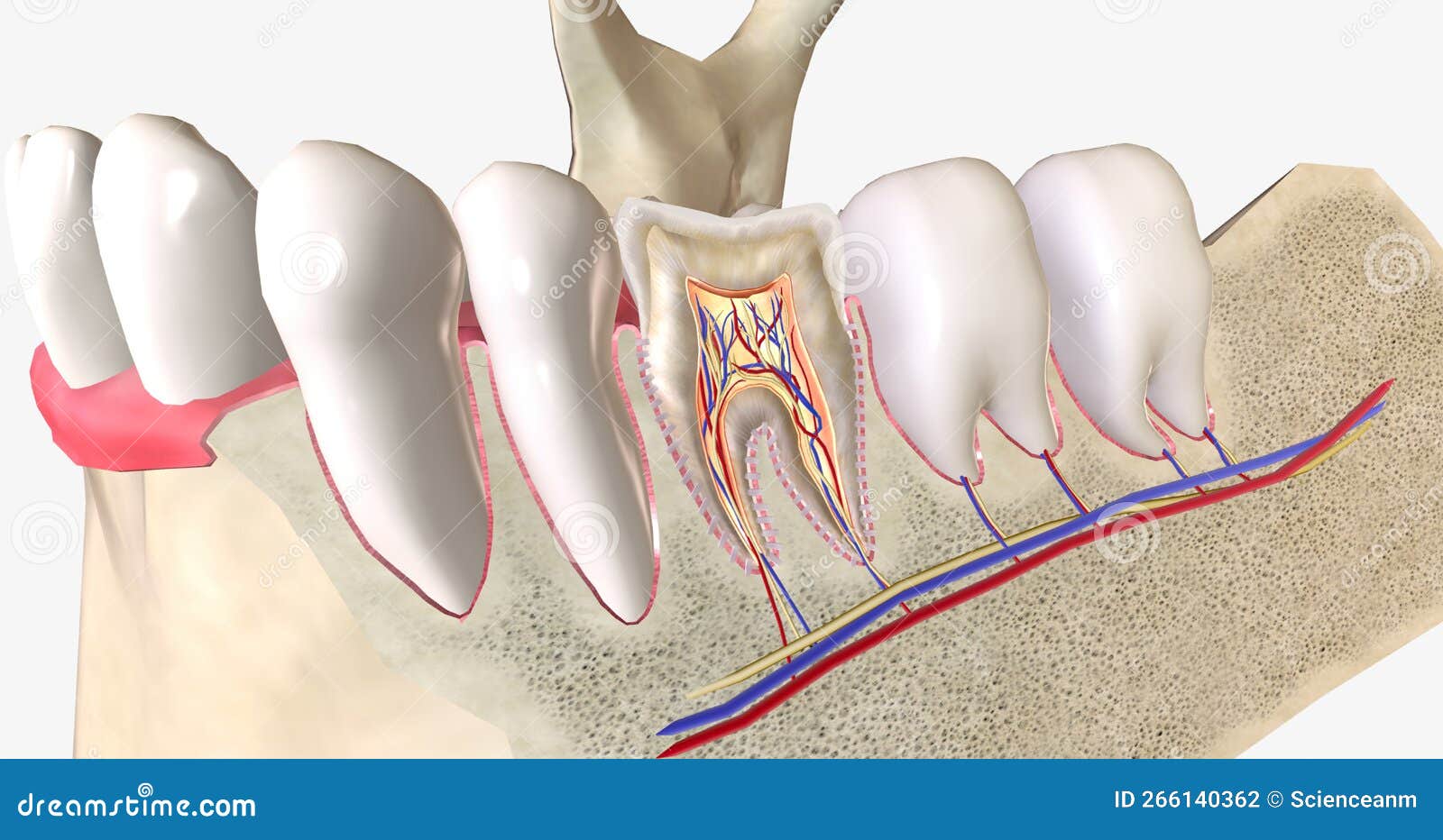 The Teeth are Hard Structures in the Mouth that Break Down Food at the ...