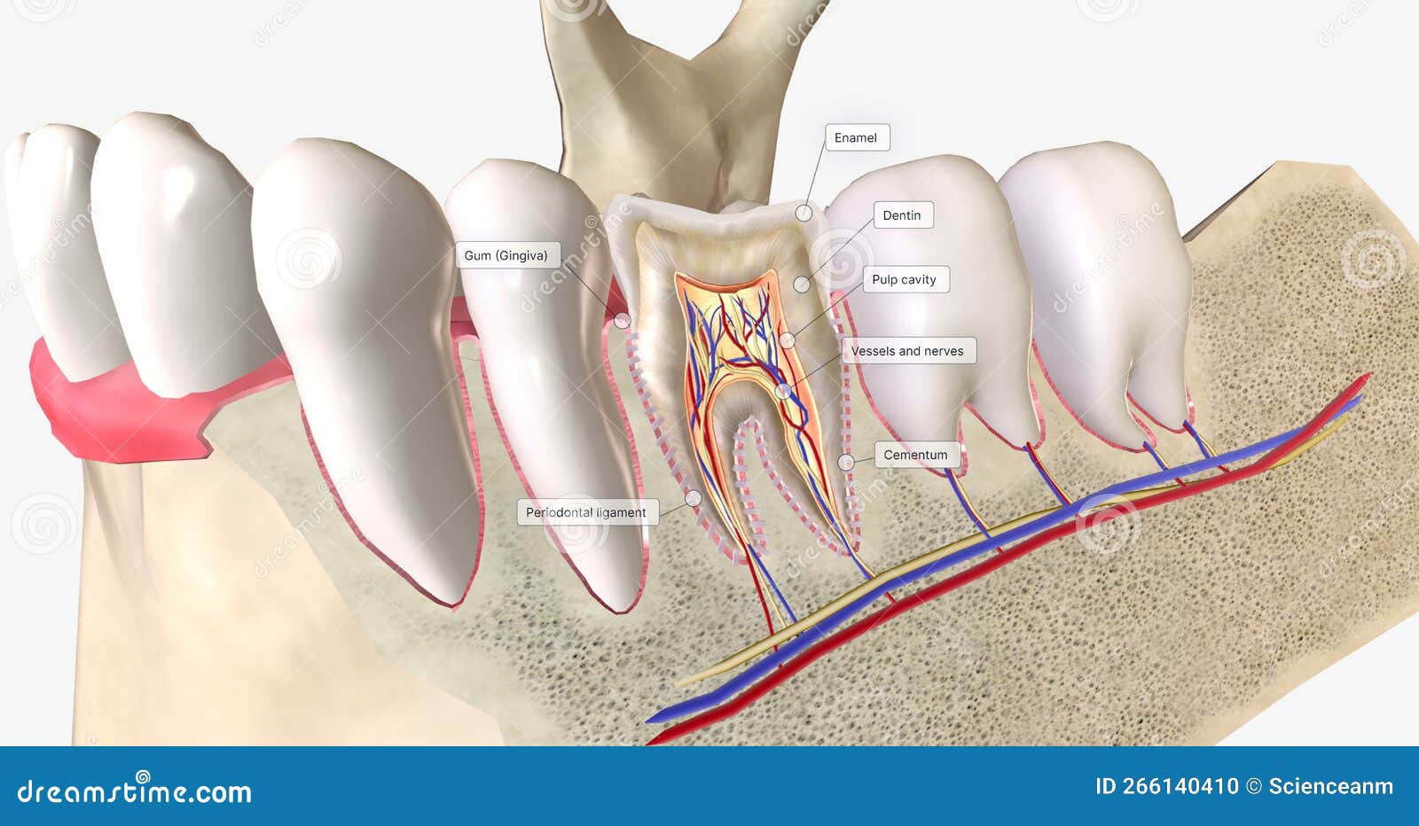 The Teeth are Hard Structures in the Mouth that Break Down Food at the ...