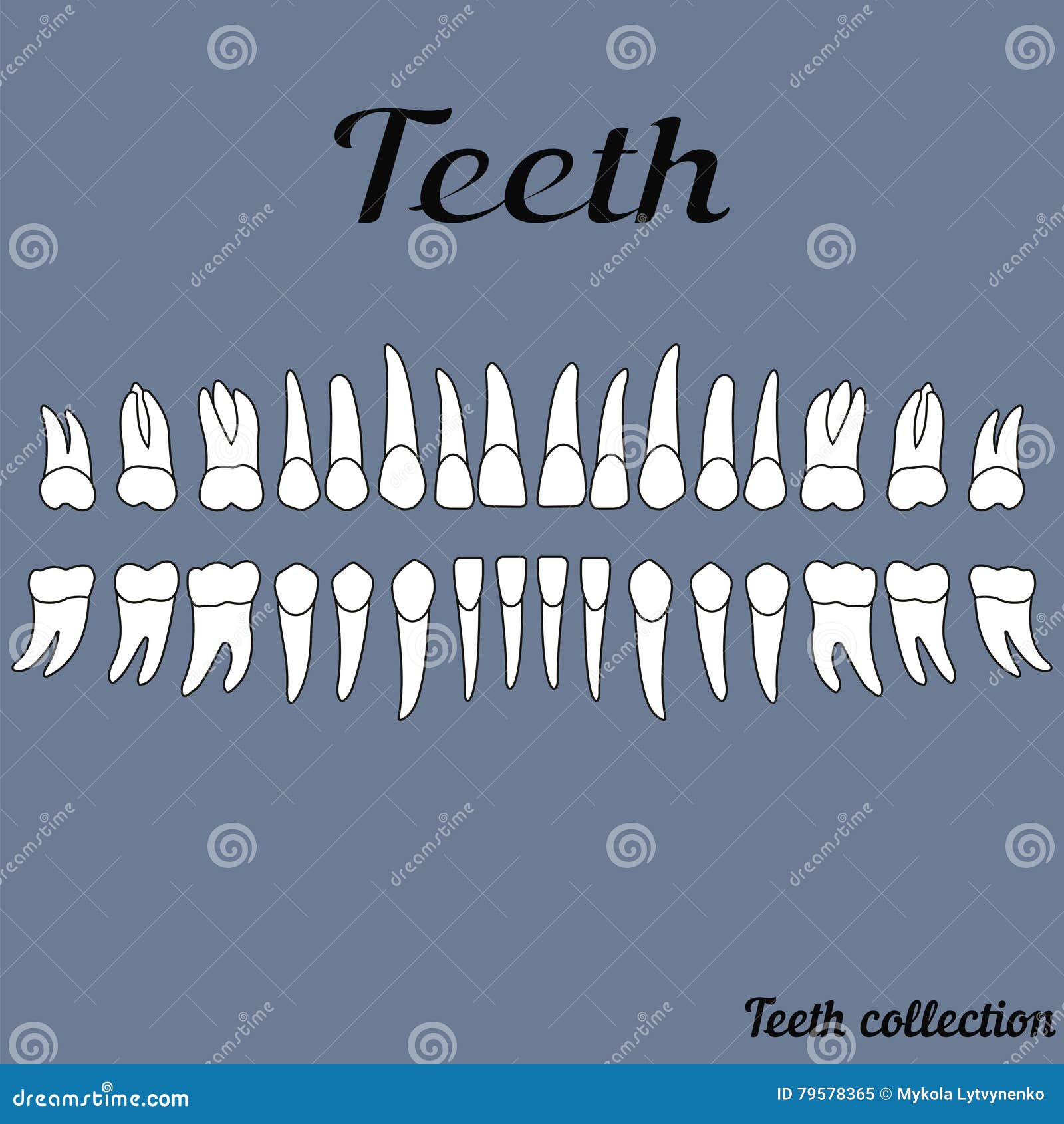 Human Dentition Full Infographic Chart With Teeth Numbers For Upper And ...