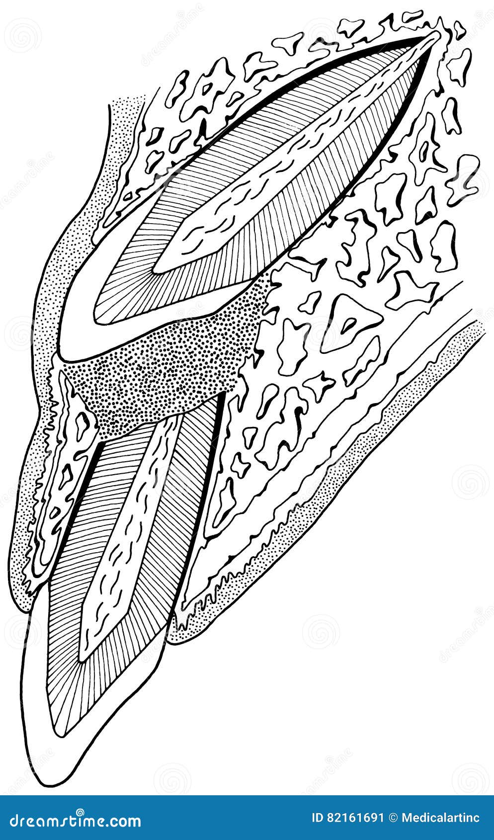 Tooth Diagram Photography . Real Teeth Chart . Top View . Isolated ...