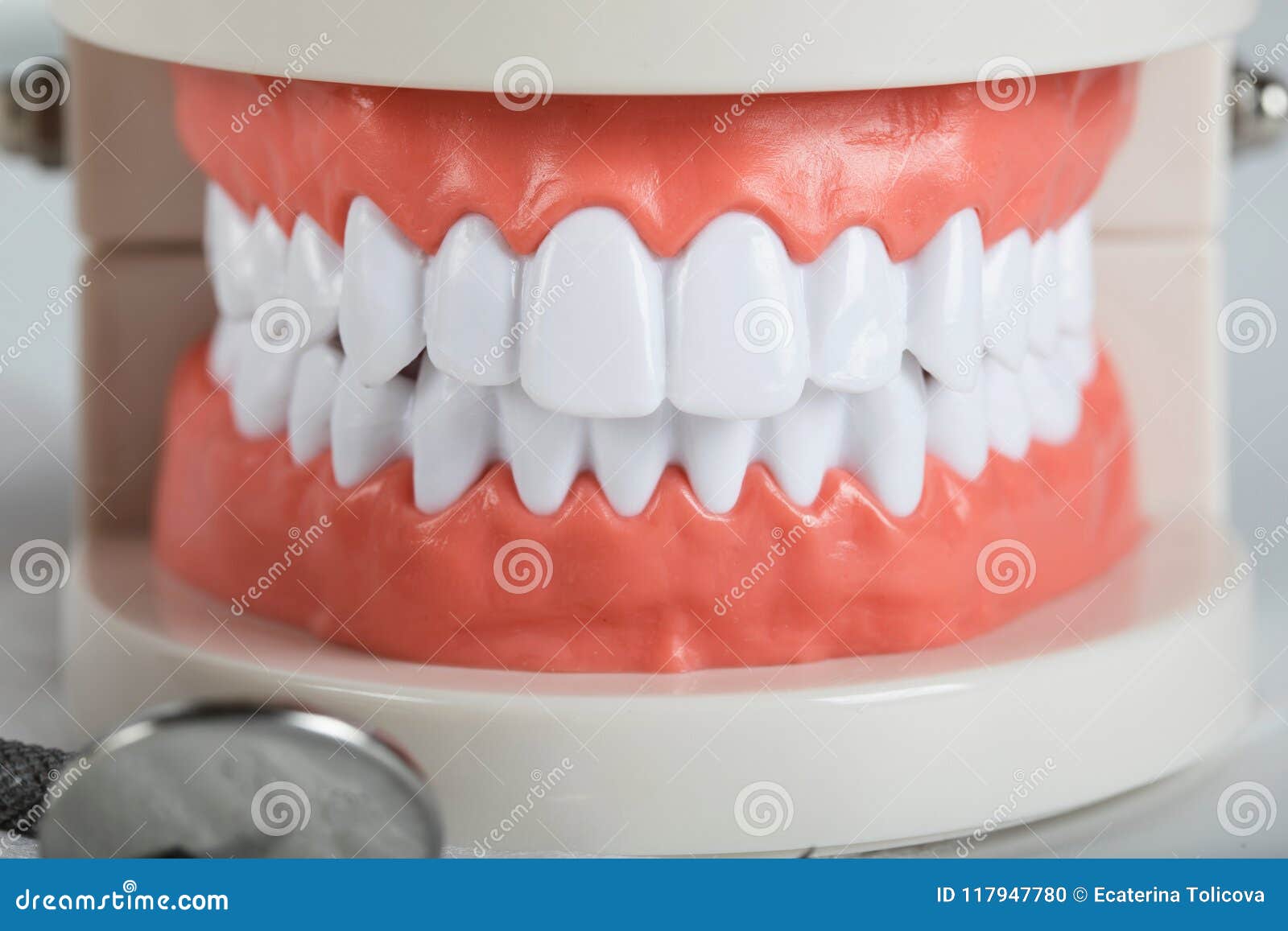 Teeth and Jaw Model. Closeup Stock Photo - Image of health, teeth ...