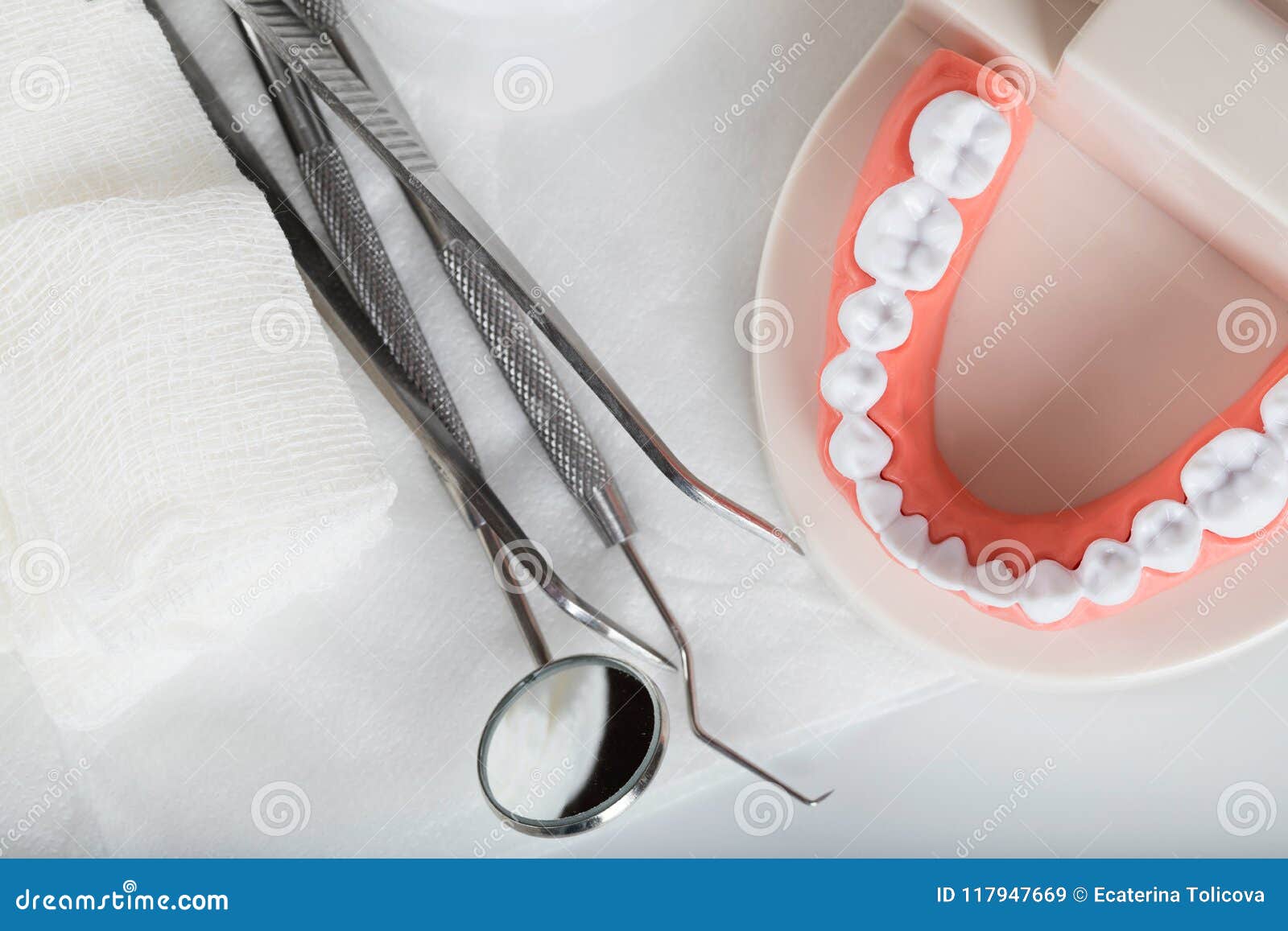 Teeth and Jaw Model. Closeup Stock Image - Image of hygiene, flesh ...