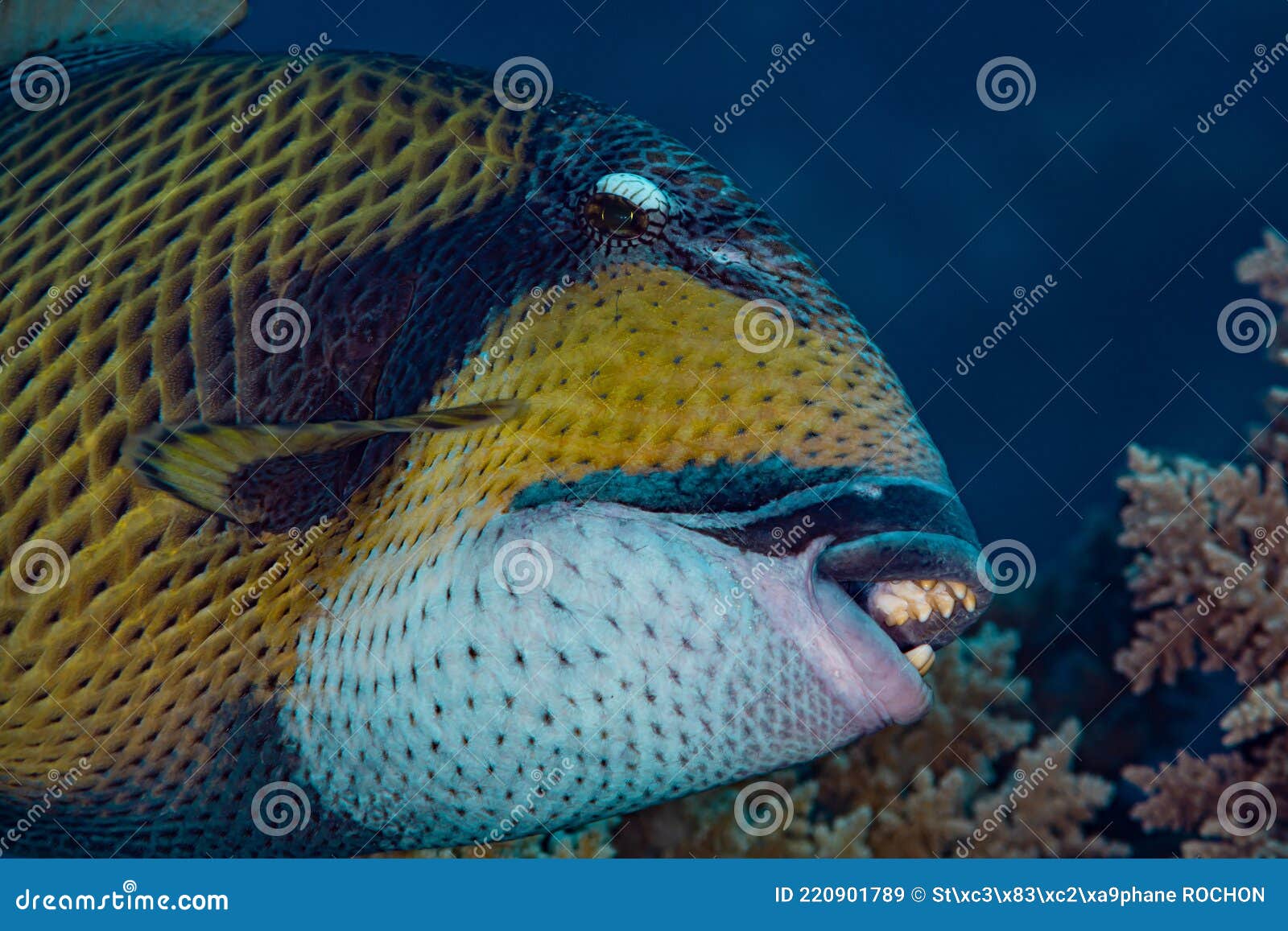 Teeth of Large Titan Triggerfish Fish Stock Image - Image of island ...