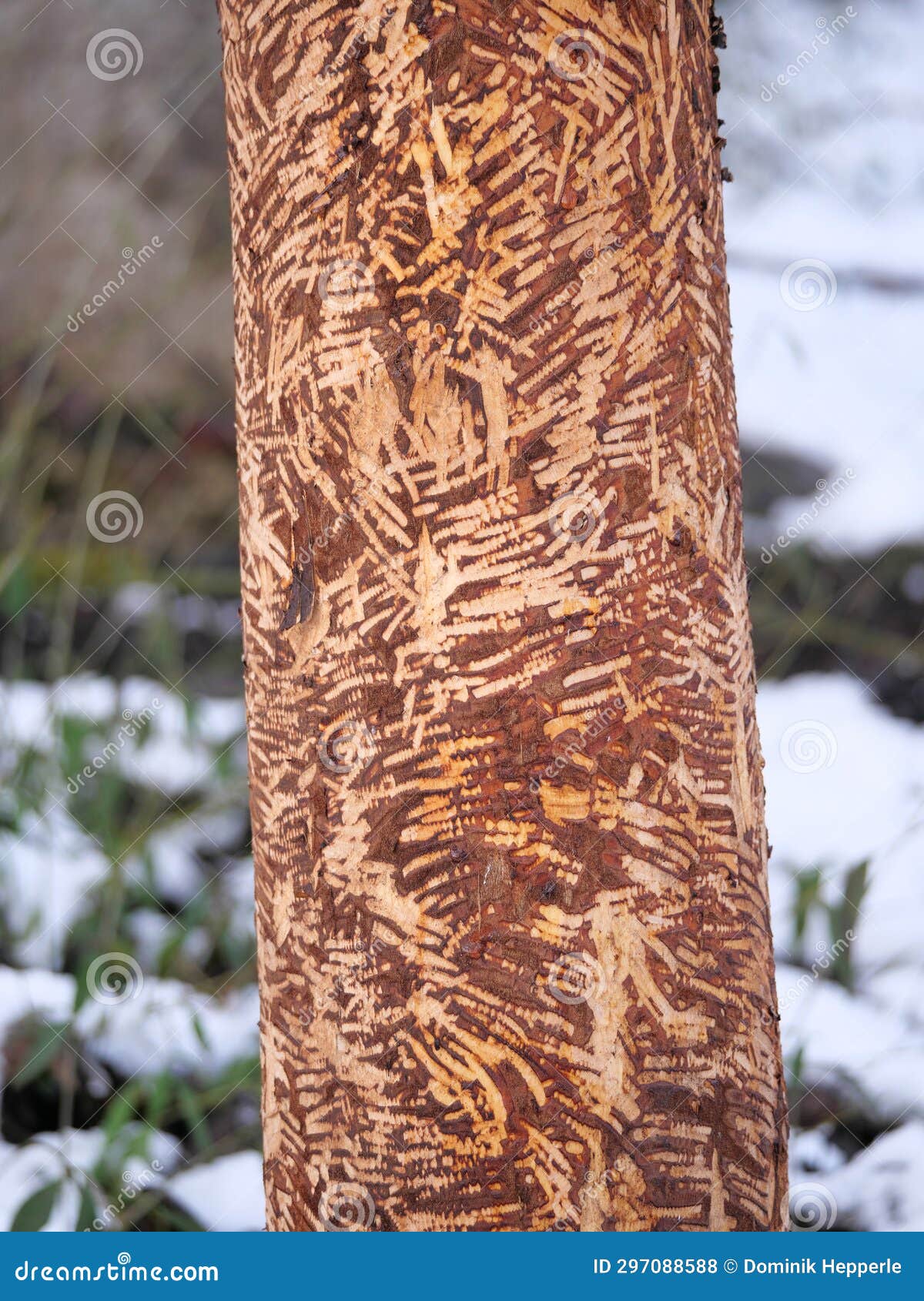 Teeth Marks on Tree Trunks Gnawed by Beaver on the Bank of a River ...