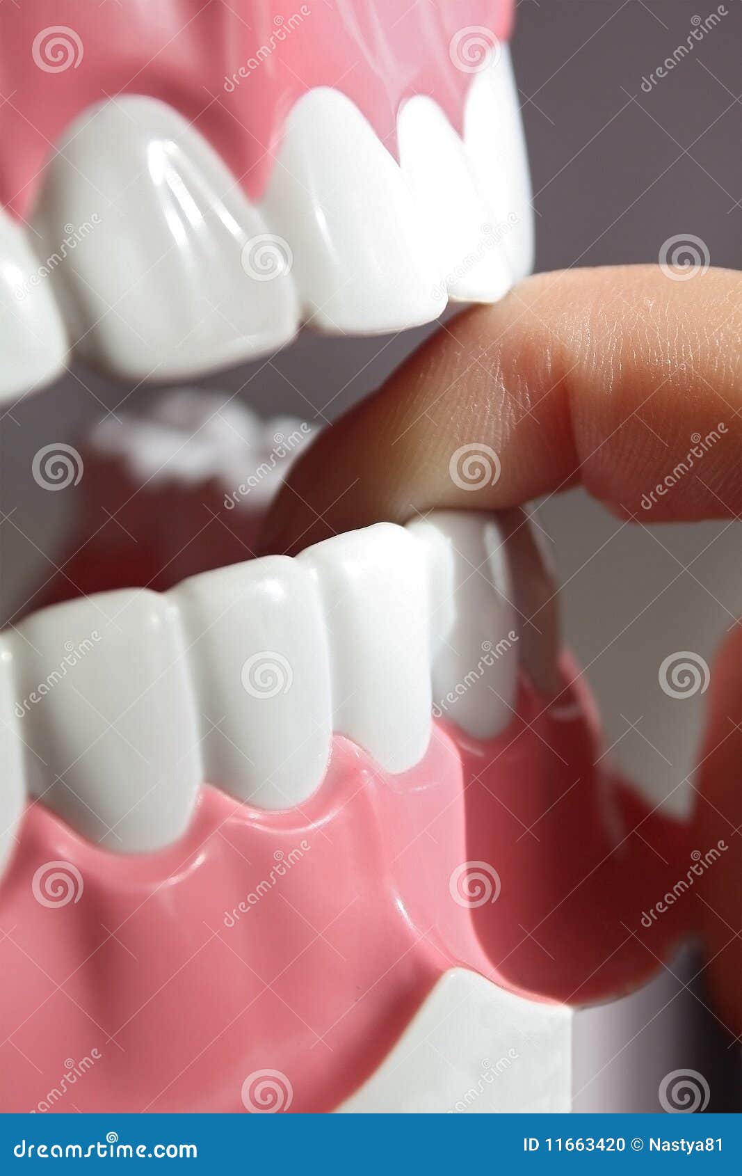 Teeth model stock photo. Image of comedy, dentist, healthy - 11663420