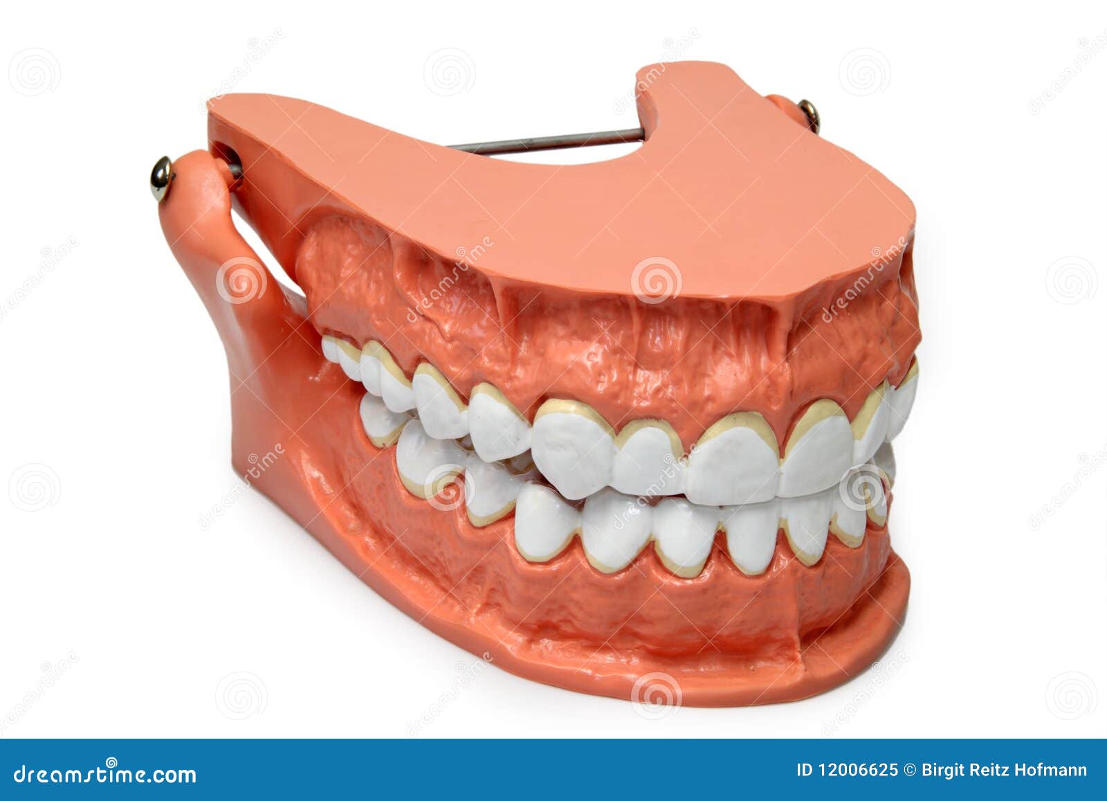 Teeth model stock image. Image of background, human, hygiene - 12006625