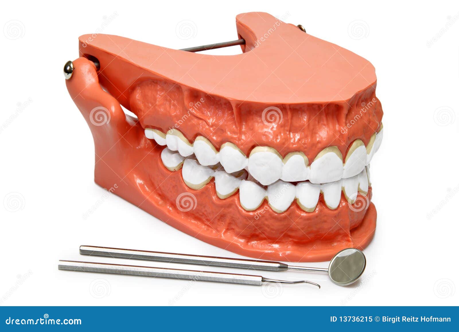 Teeth model stock image. Image of clean, concept, hygiene - 13736215