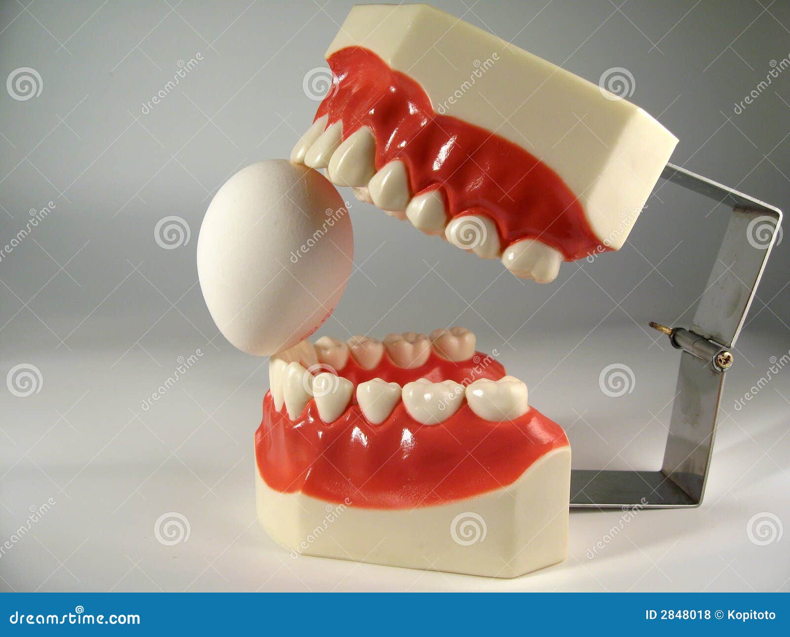 Teeth Model Picture. Image: 2848018
