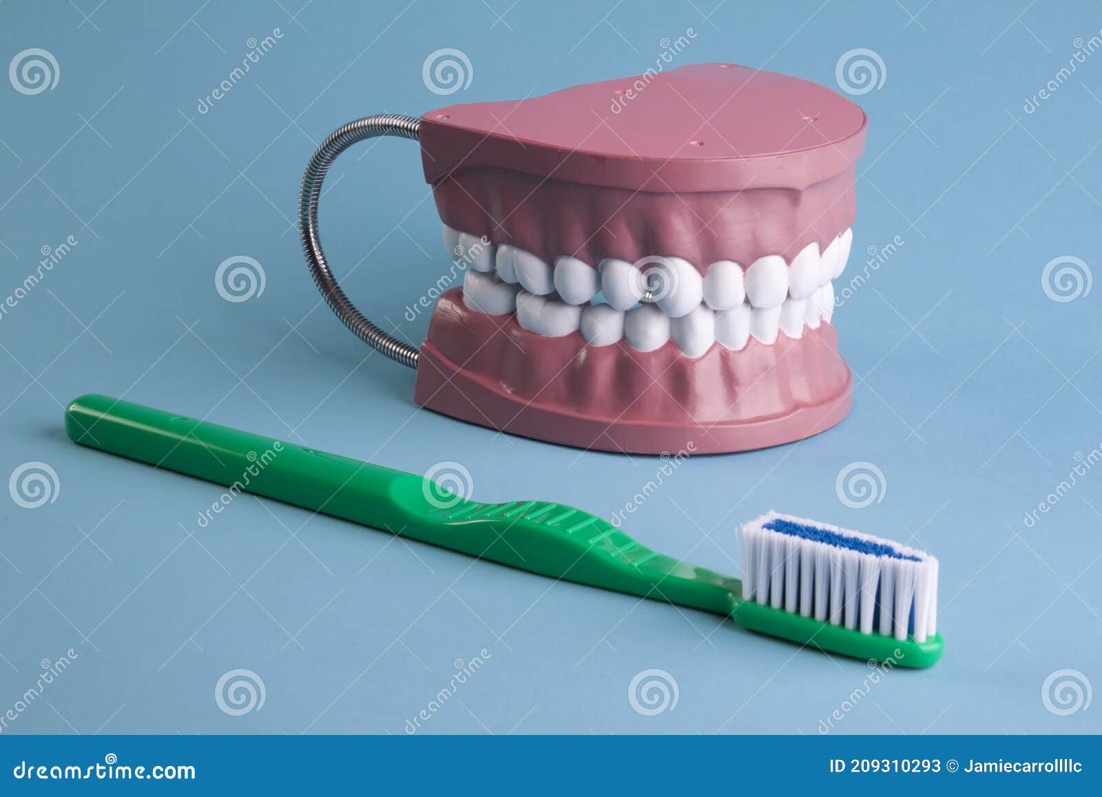 Teeth or Tooth Model with Brush on Blue Background Stock Image - Image ...