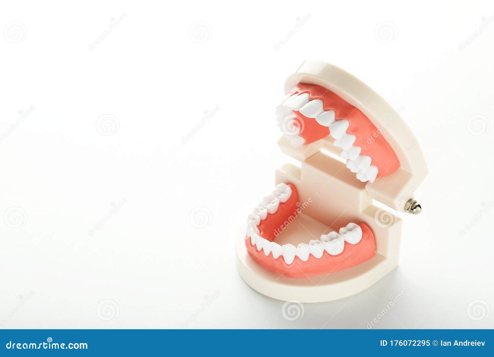 Teeth model stock image. Image of plastic, dental, hygiene - 176072295