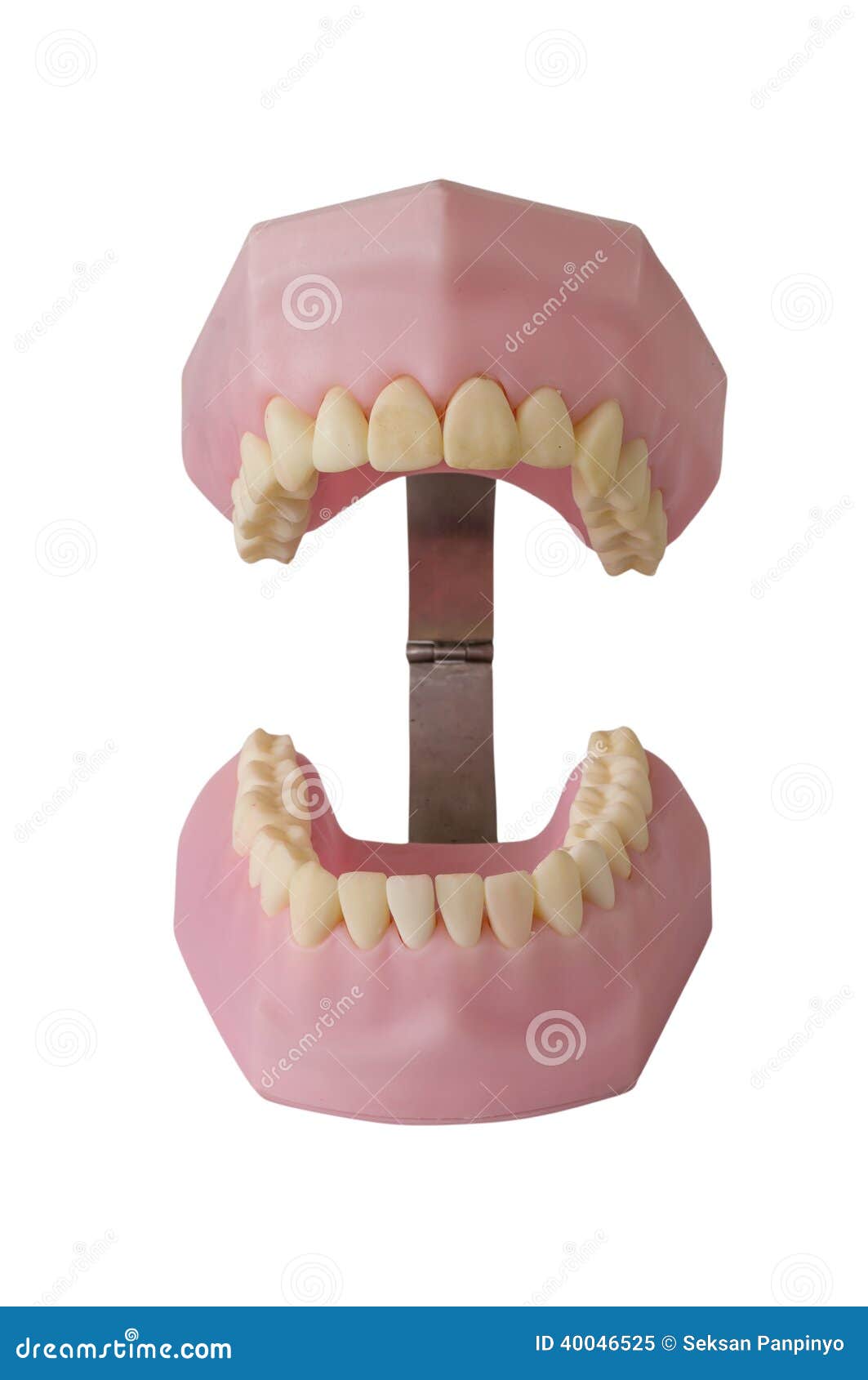 Teeth model stock image. Image of orthodontist, professional - 40046525