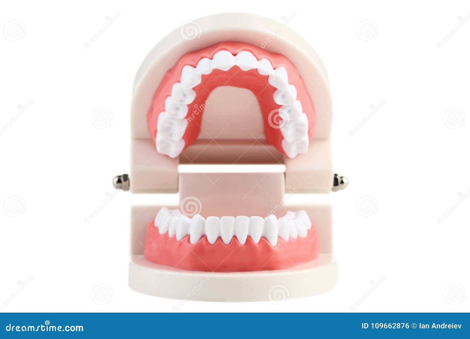 Teeth model stock photo. Image of doctor, medical, isolated - 109662876