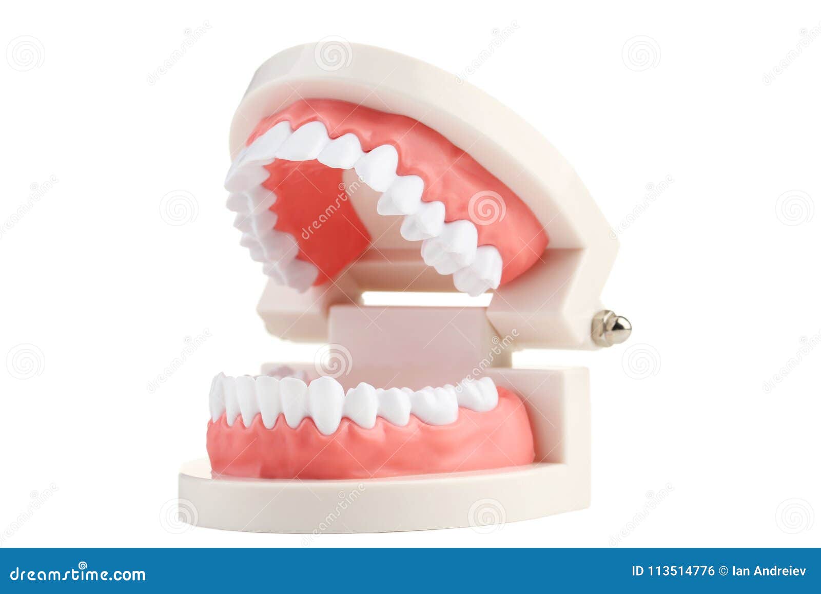 Teeth model stock photo. Image of open, dentist, object - 113514776