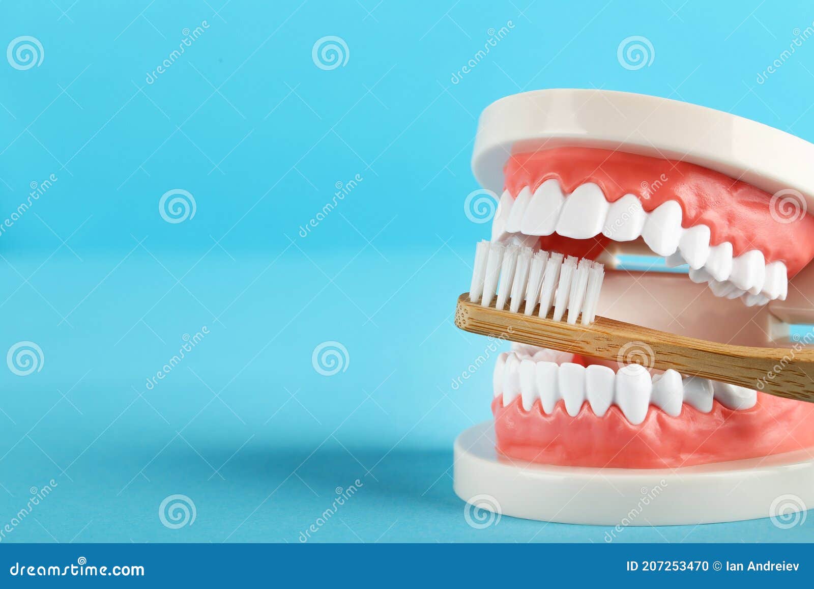 Teeth Model with Toothbrush Stock Photo - Image of mouth, stomatology ...