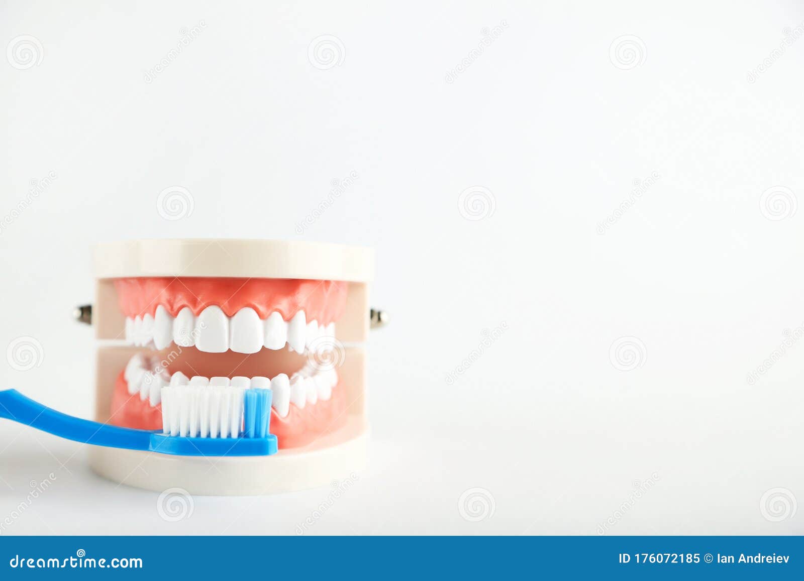 Teeth Model with Toothbrush Stock Image - Image of instrument, model ...