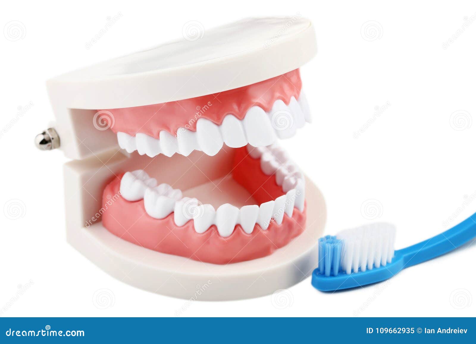 Teeth Model with Toothbrush Stock Image - Image of mouth, hygiene ...