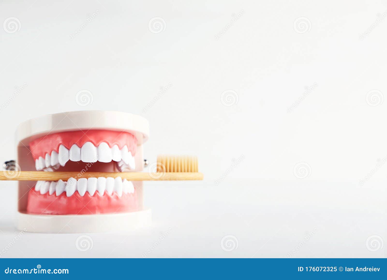 Teeth Model with Toothbrush Stock Image - Image of object, clinic ...