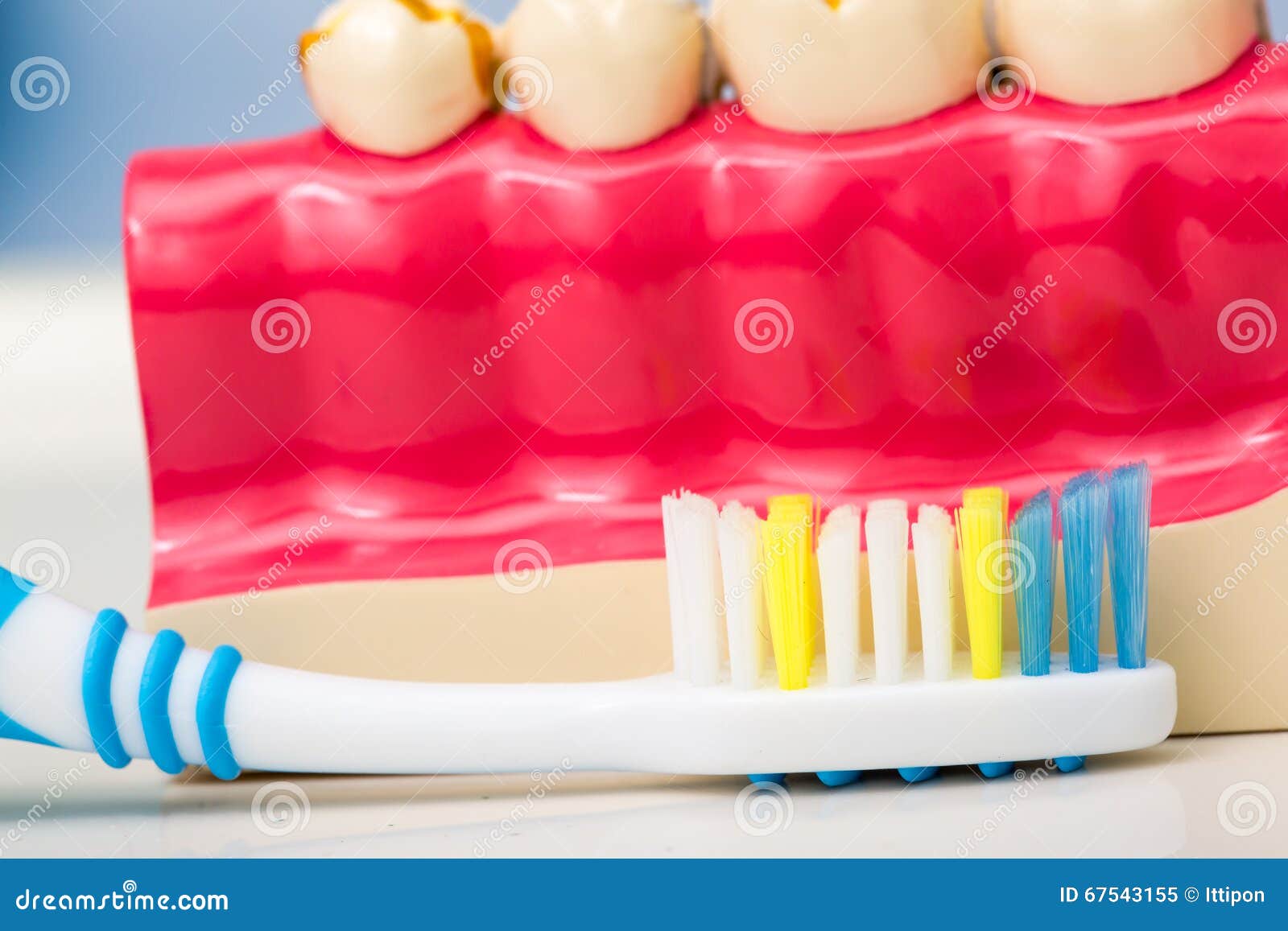 Teeth model and toothbrush stock image. Image of mouth - 67543155