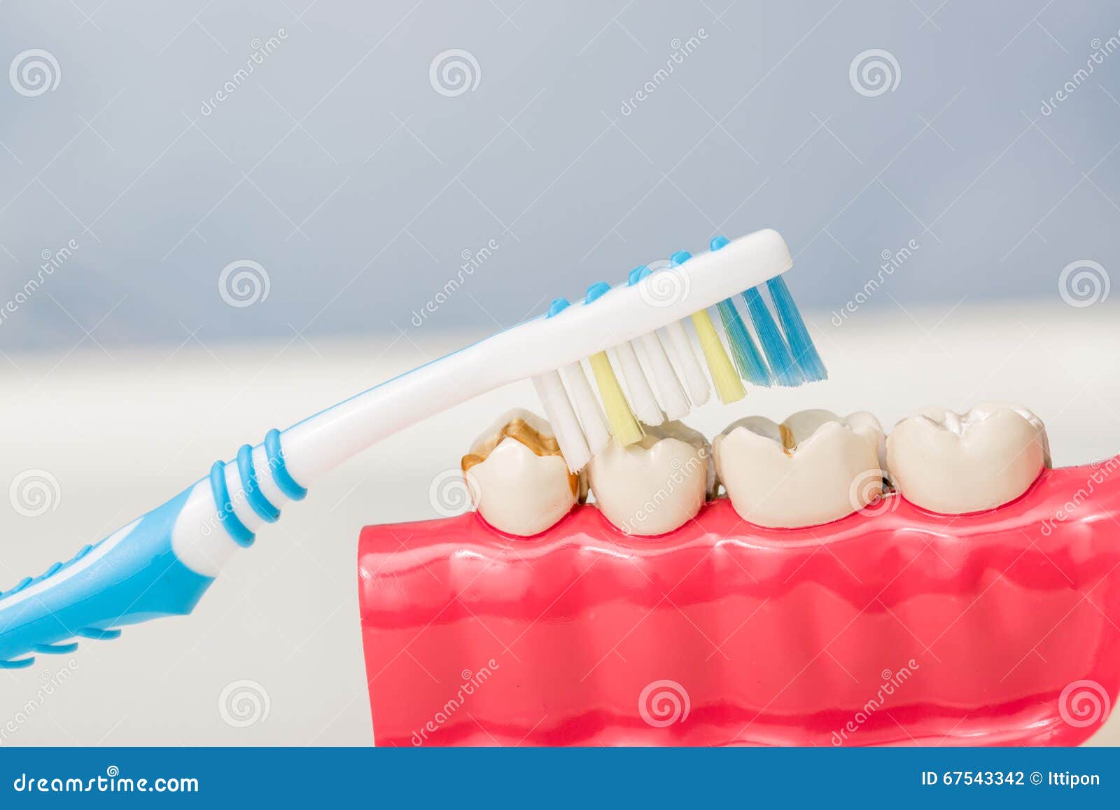 Teeth model and toothbrush stock photo. Image of hygiene - 67543342