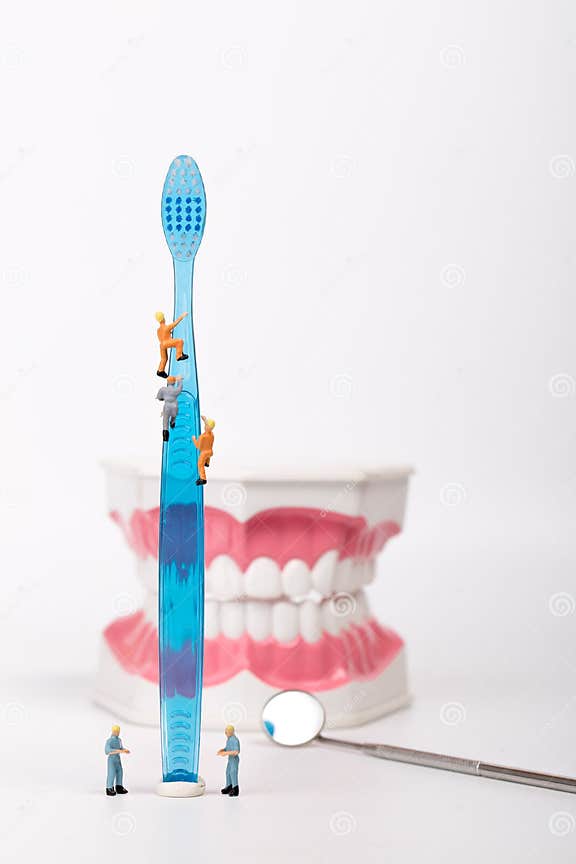 Teeth model and toothbrush stock image. Image of medical - 87975837