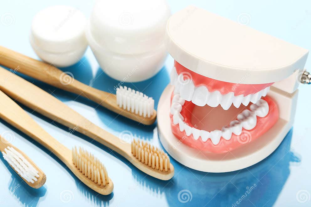 Teeth Model with Toothbrushes Stock Photo - Image of health, clinic ...