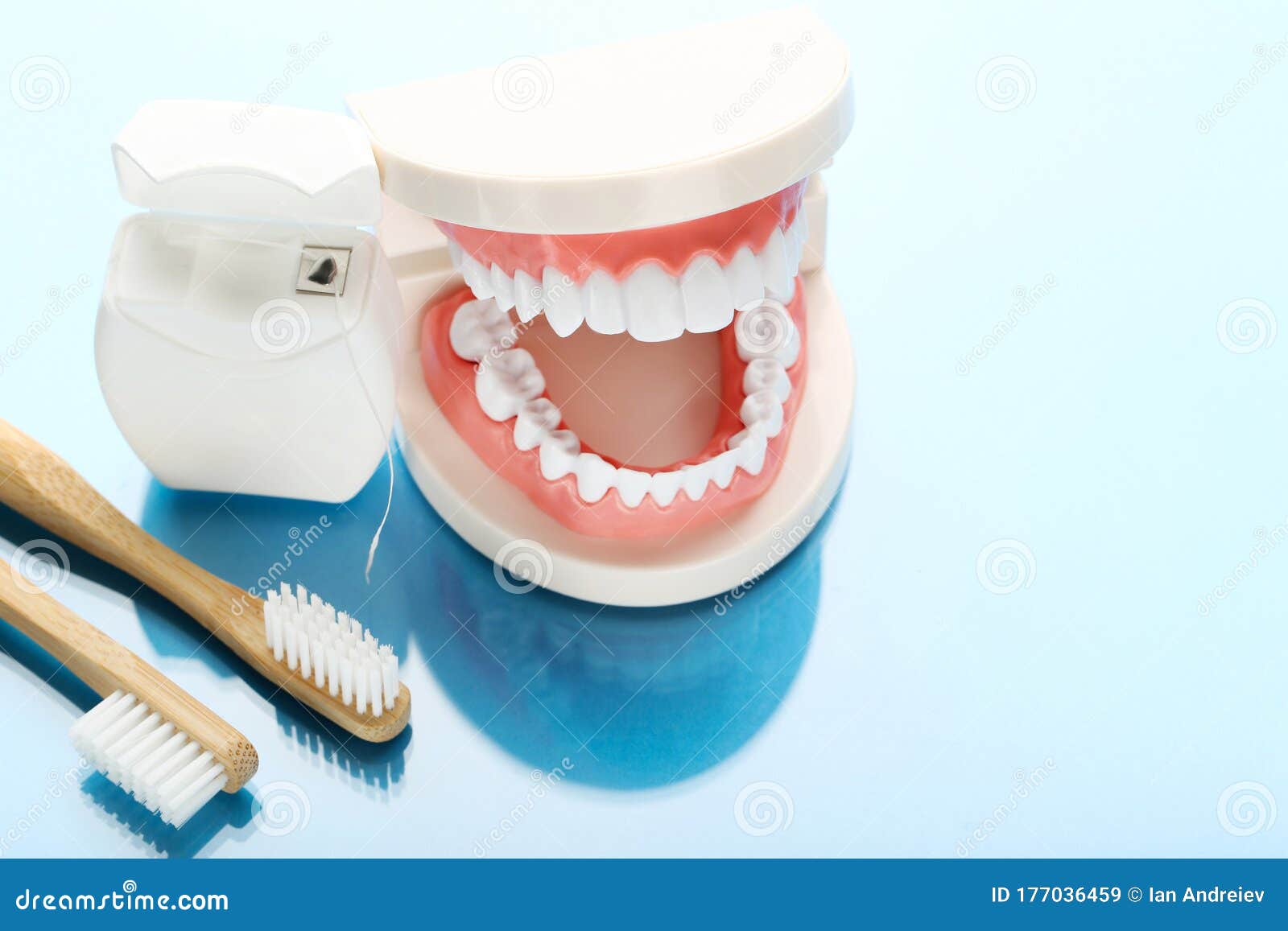 Teeth Model with Toothbrushes Stock Image - Image of doctor, healthy ...