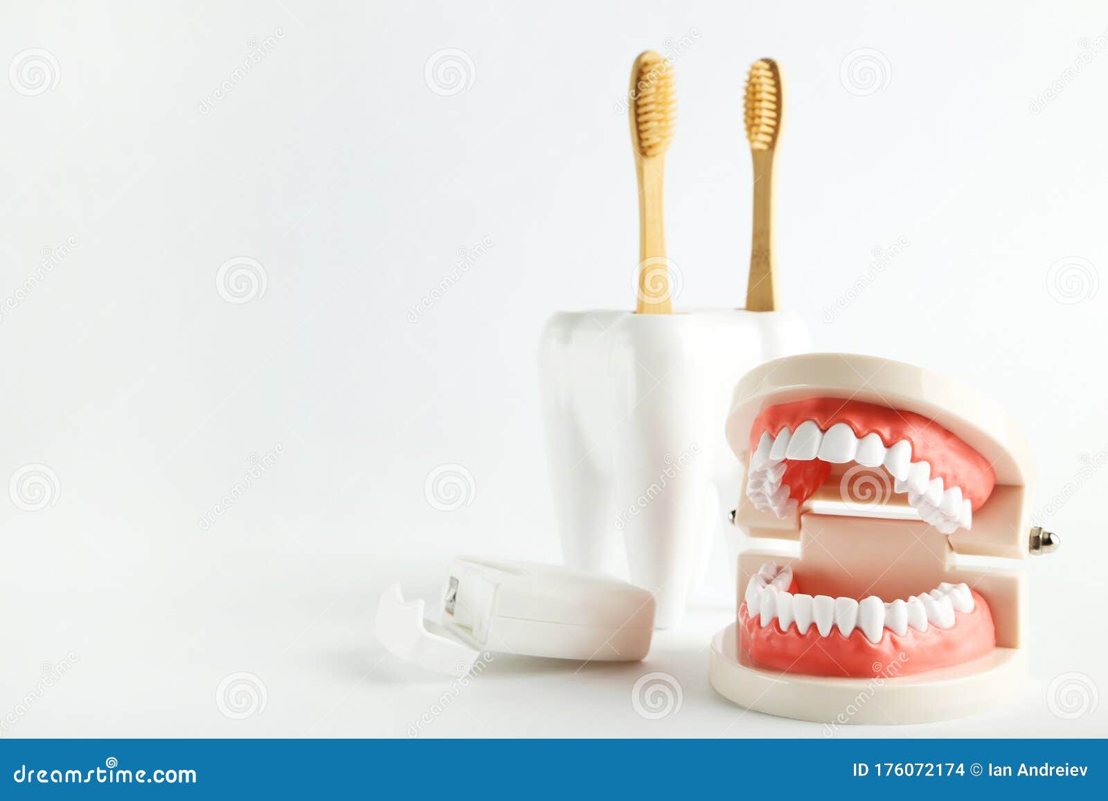 Teeth Model with Toothbrushes Stock Photo - Image of bone, grey: 176072174
