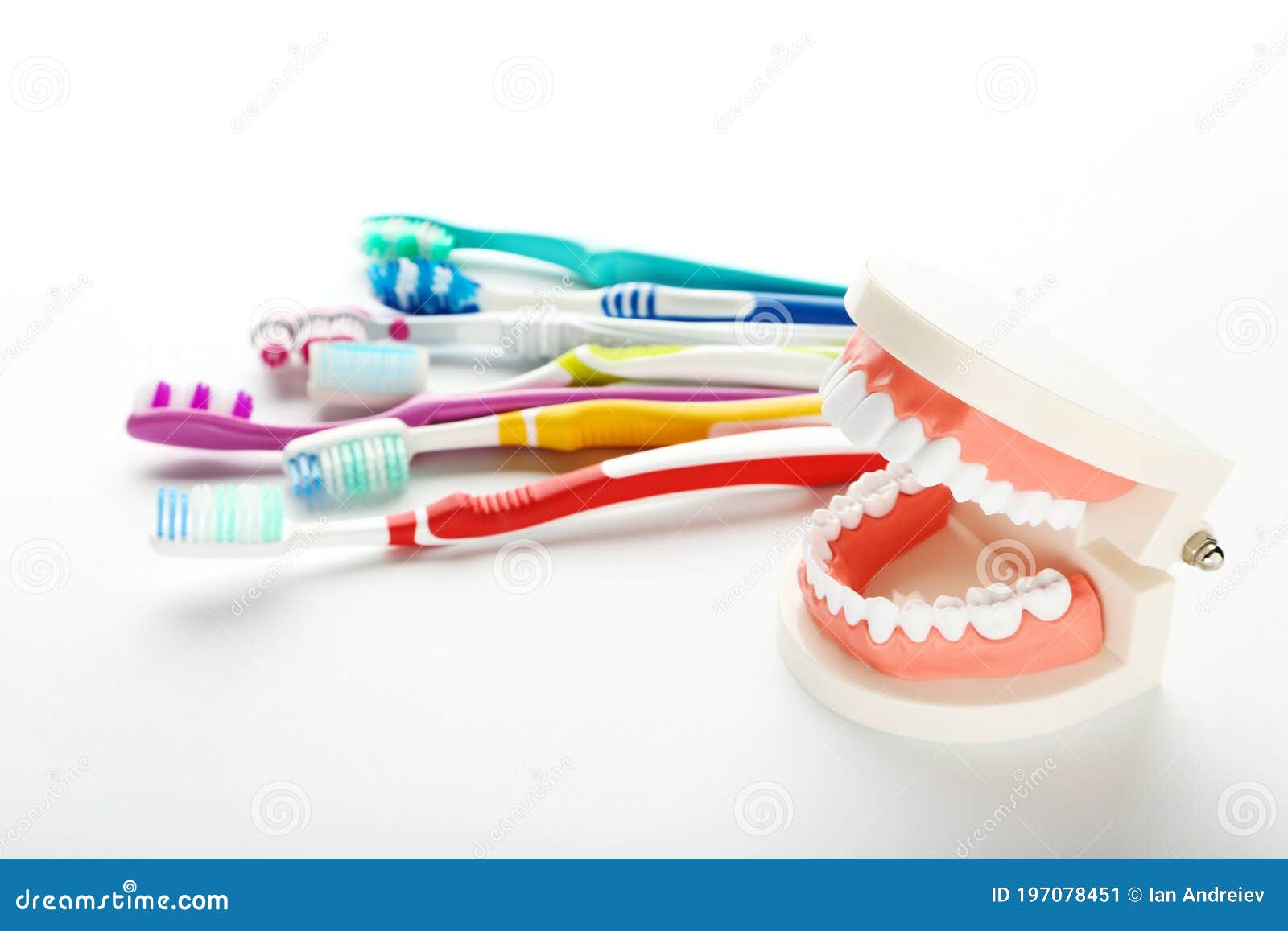 Teeth Model with Toothbrushes Stock Image - Image of brush, denture ...