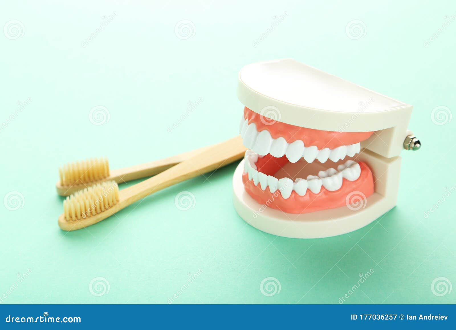 Teeth Model with Toothbrushes Stock Image - Image of model, color ...