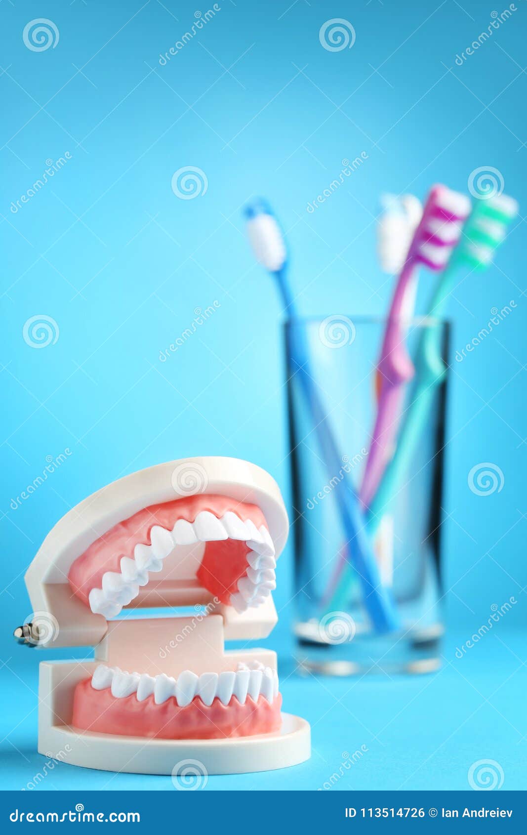 Teeth Model with Toothbrushes Stock Photo - Image of care, mouth: 113514726