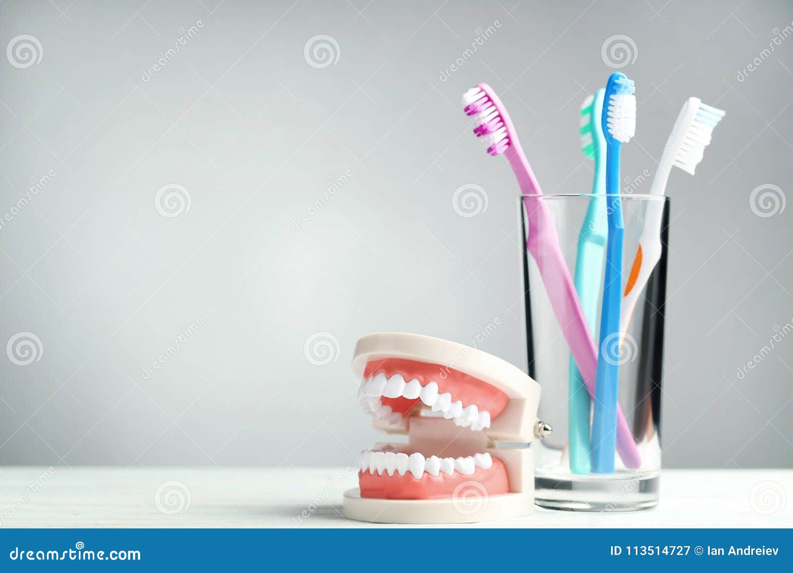 Teeth Model with Toothbrushes Stock Image - Image of healthcare, fresh ...