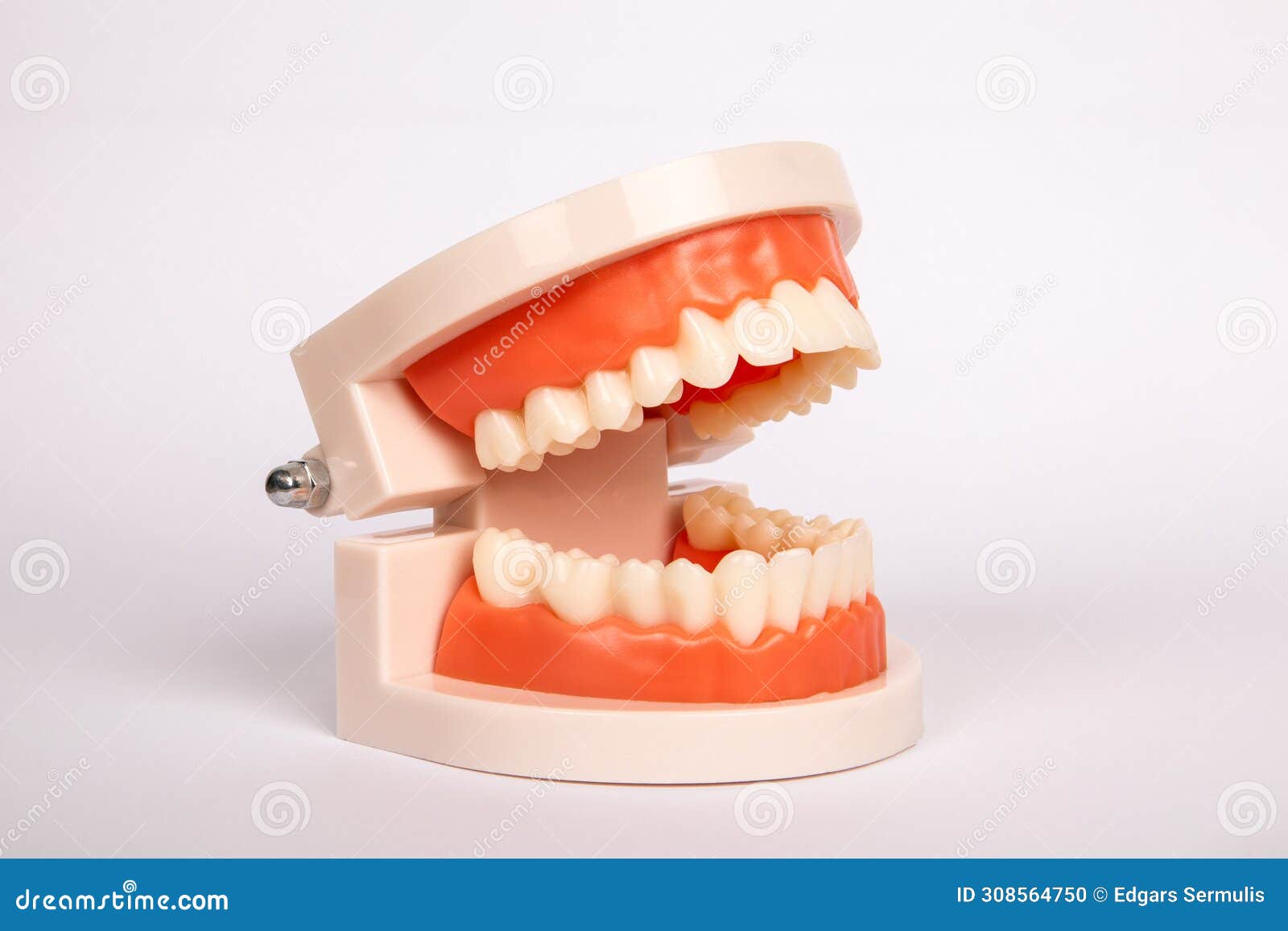 Teeth Model on White Background. Health and Wellness Stock Photo ...