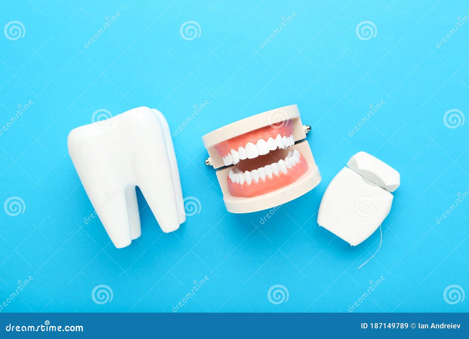 Teeth Models with Dental Thread Stock Image - Image of hygiene, mouth ...