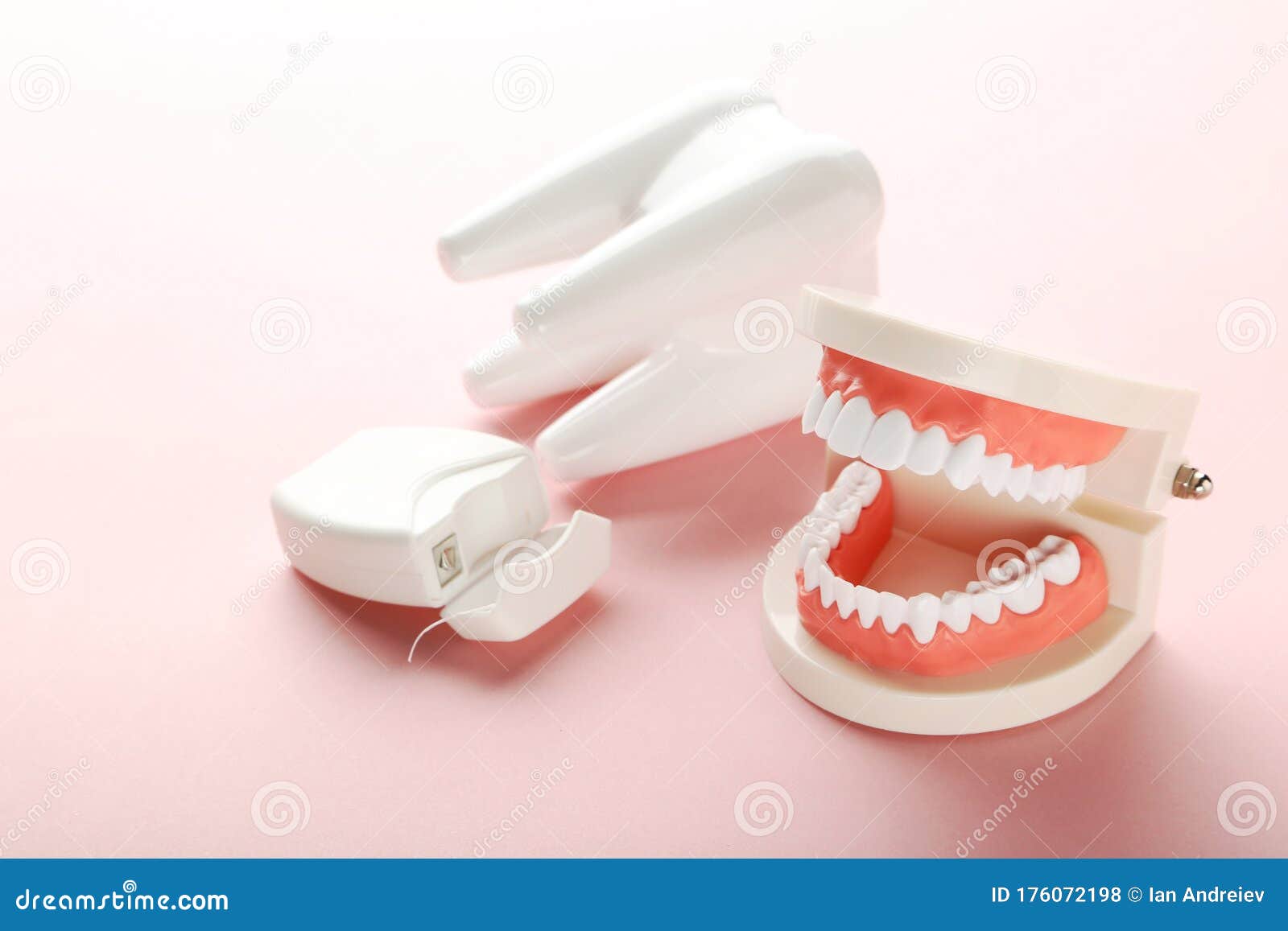 Teeth Models with Dental Thread Stock Photo - Image of floss, human ...