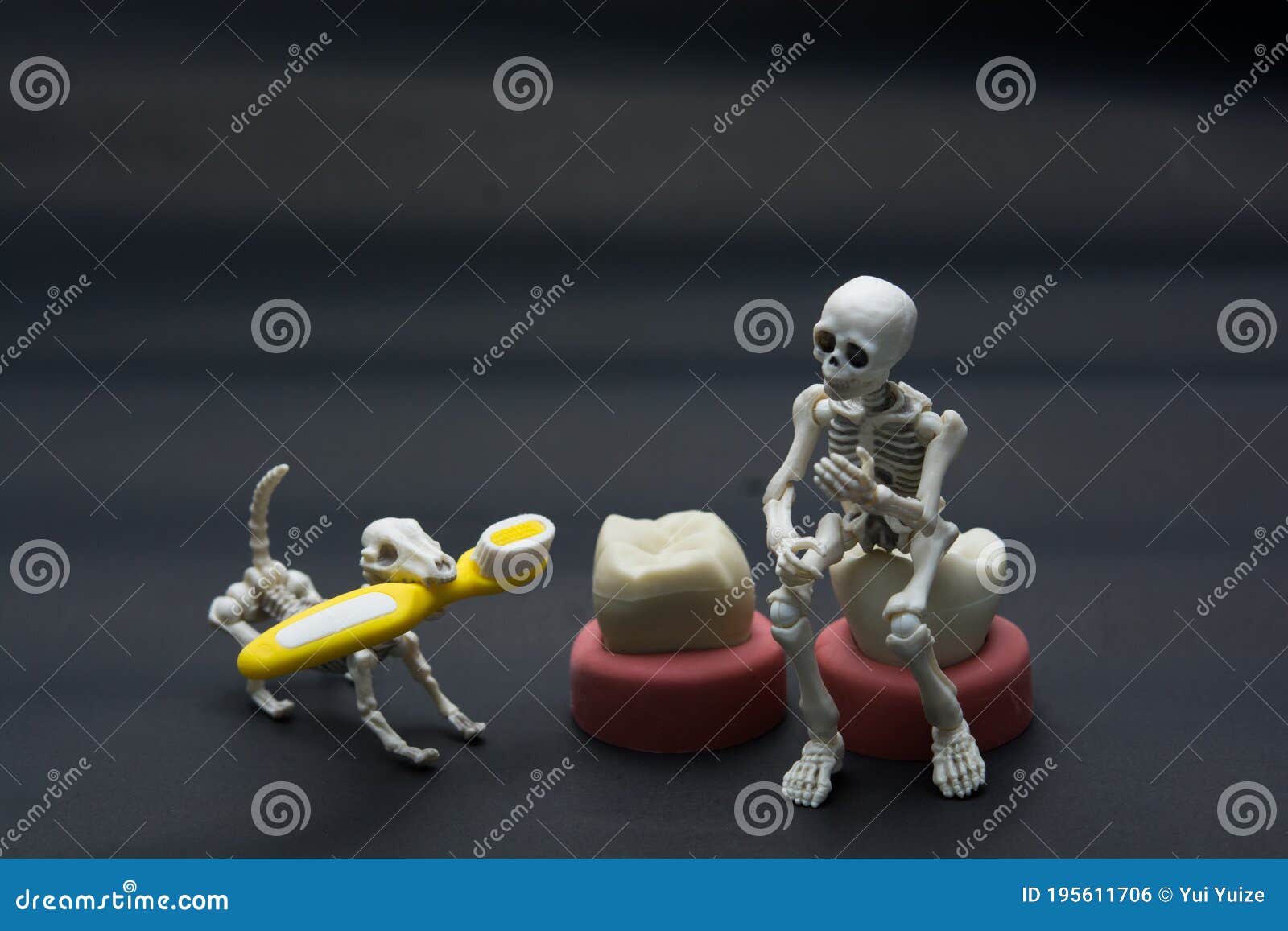 Teeth Models of Different Human Jaws with Skeleton Stock Photo - Image ...